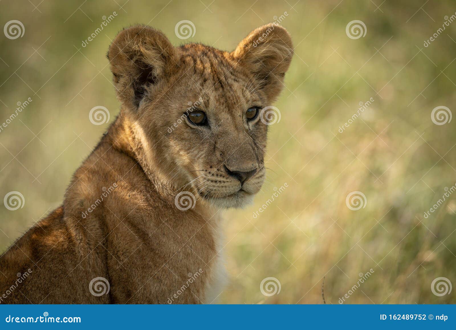 Close-up of Lion Cub Sitting Facing Right Stock Photo - Image of travel ...