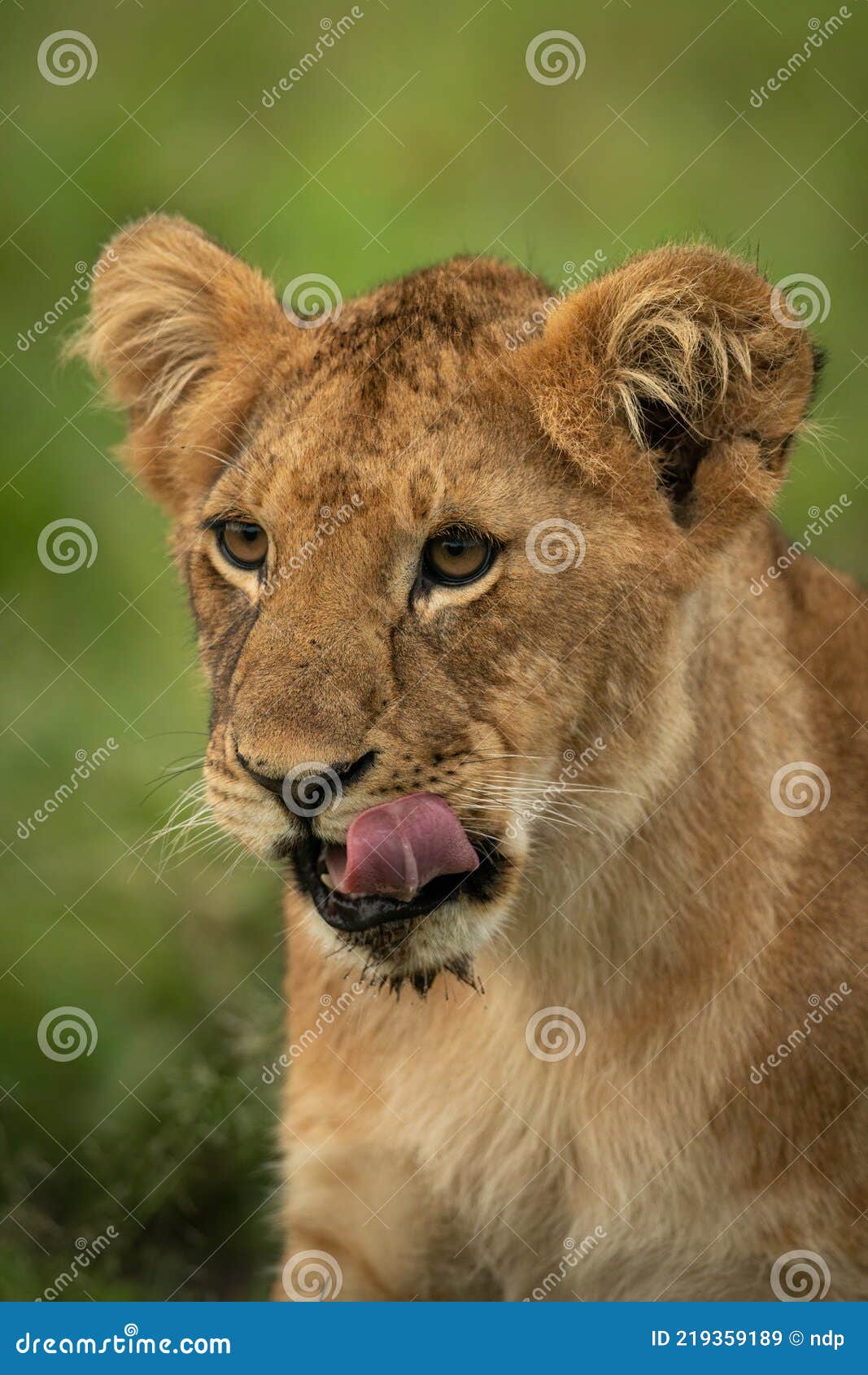 Close-up of Lion Cub Sitting Licking Lip Stock Image - Image of camp ...