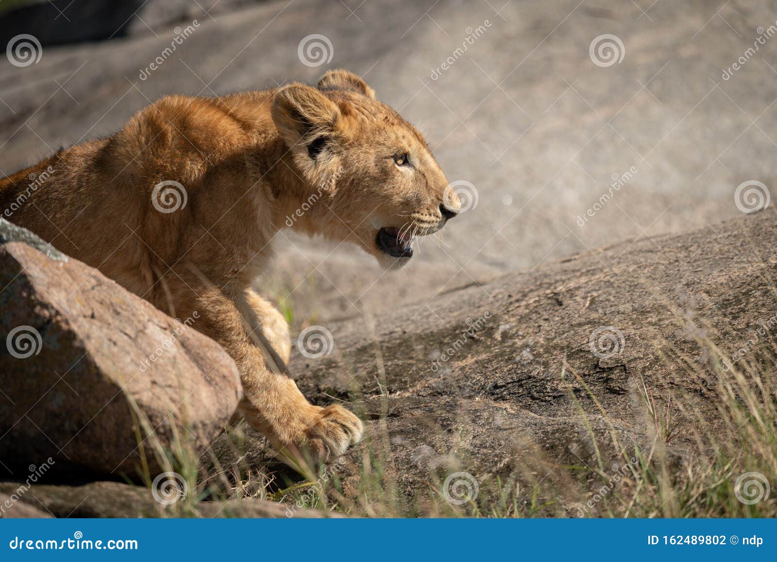 Close-up of Lion Cub Sitting on Rocks Stock Photo - Image of daylight ...