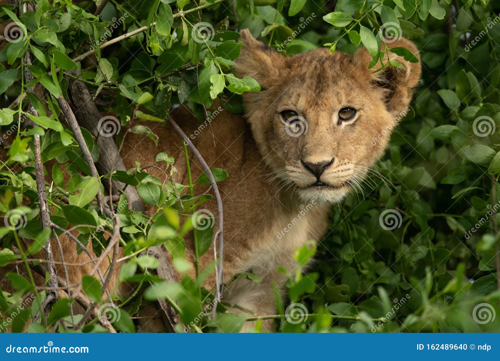 Close-up of Lion Cub Sitting in Tree Stock Photo - Image of game ...