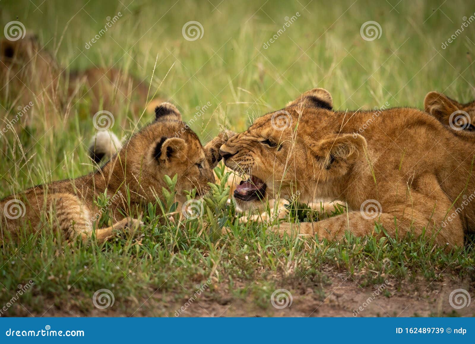 Close-up of Lion Cub Slapping Older One Stock Image - Image of savanna ...