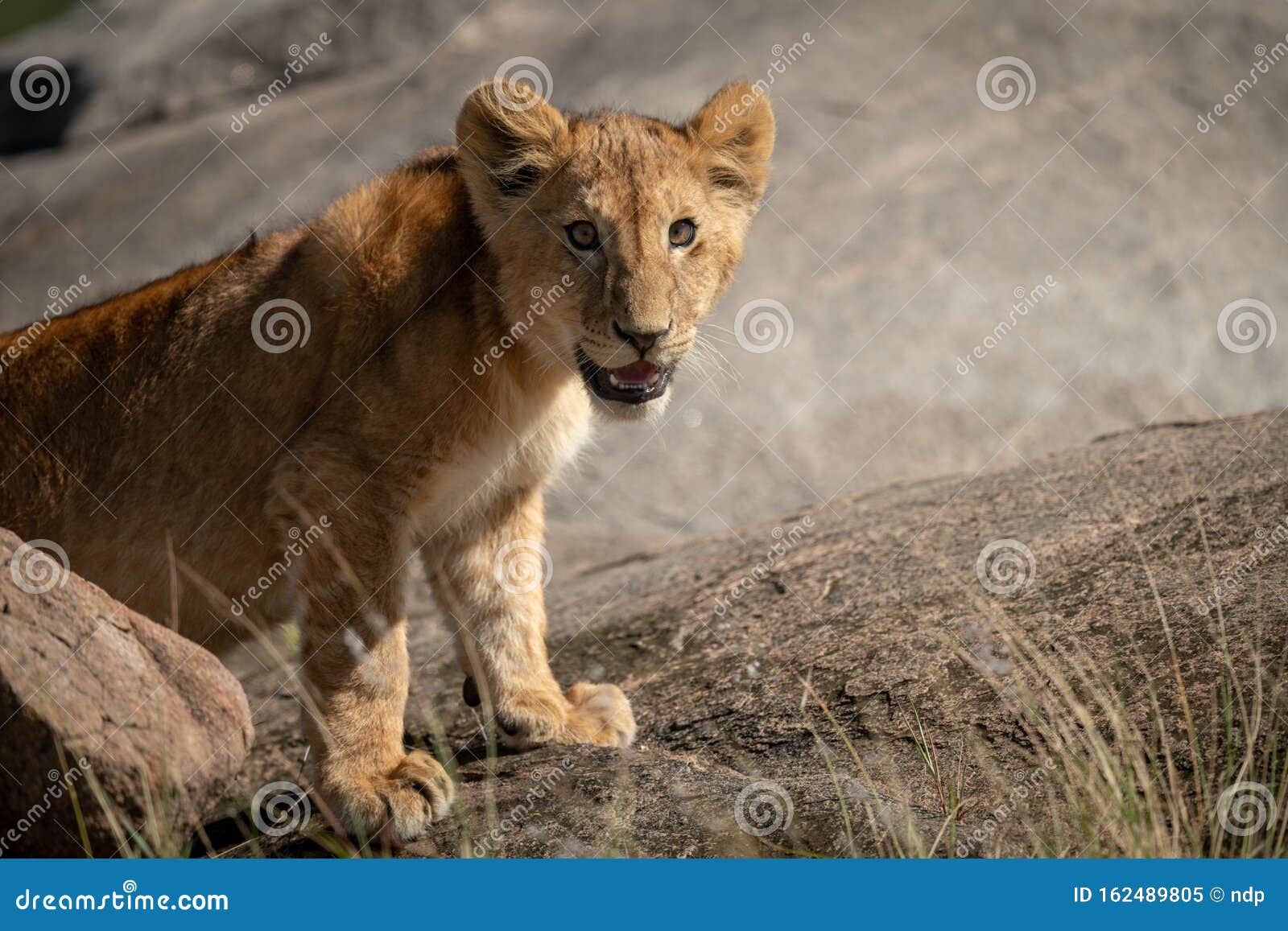 Close-up of Lion Cub Standing on Rocks Stock Image - Image of safari ...
