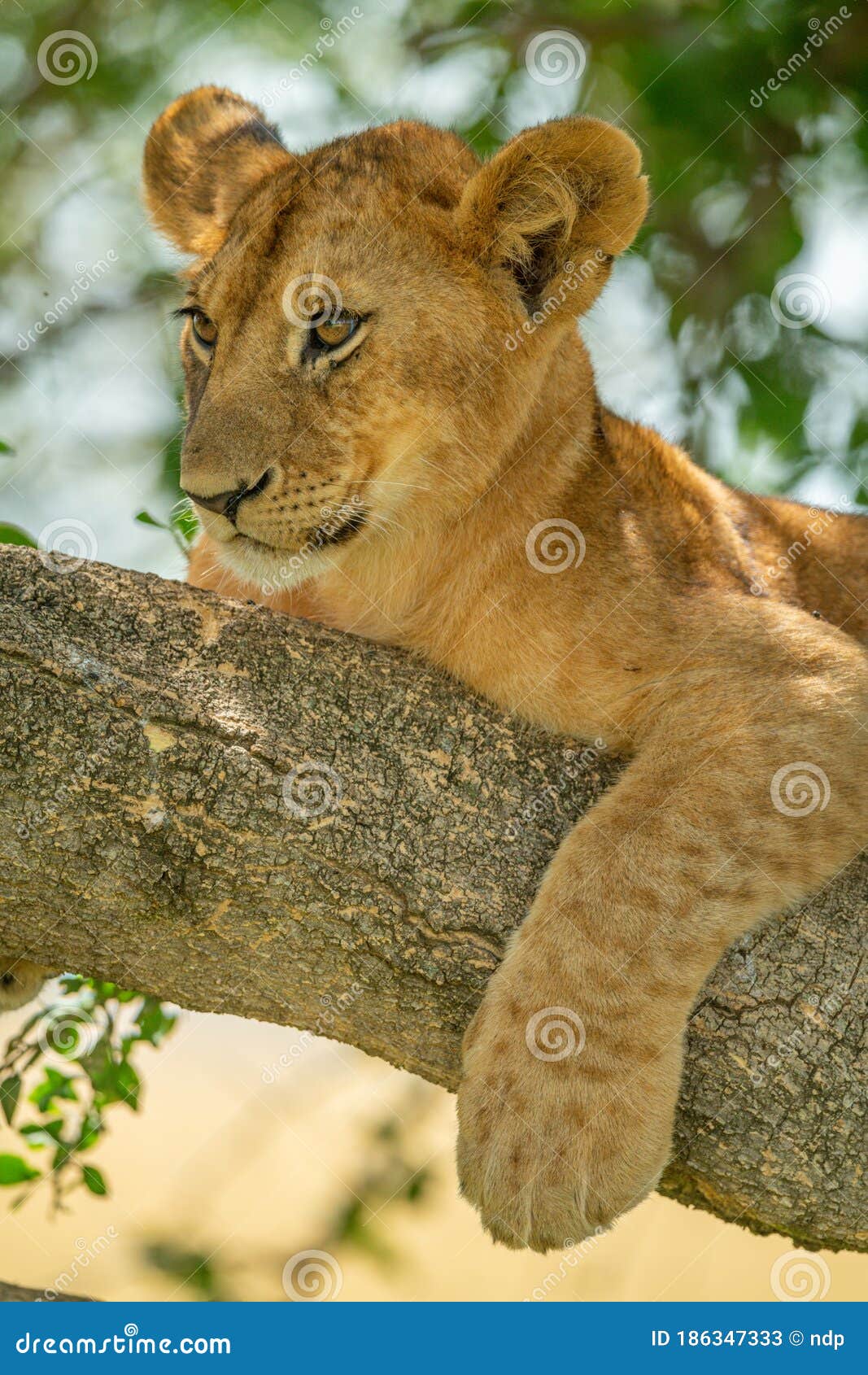 Close-up of Lion Cub on Tree Branch Stock Image - Image of felid ...