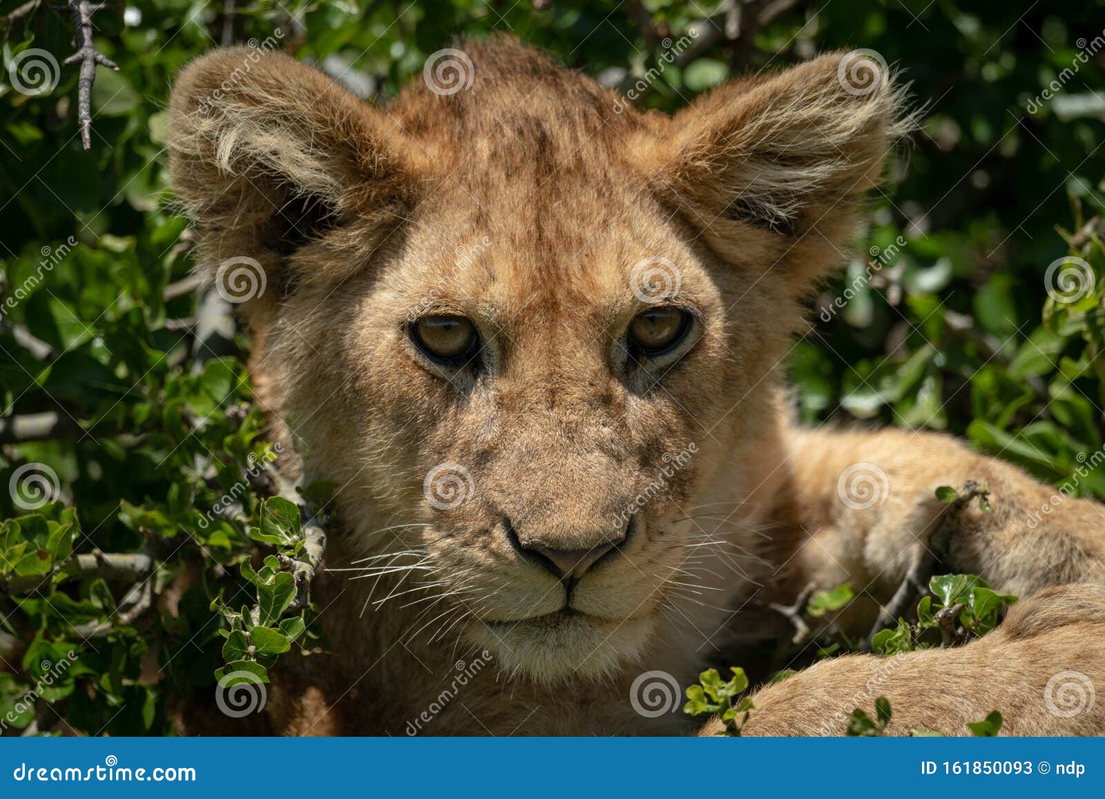 Close-up of Lion Cub in Tree Lying Stock Image - Image of africa, lying ...
