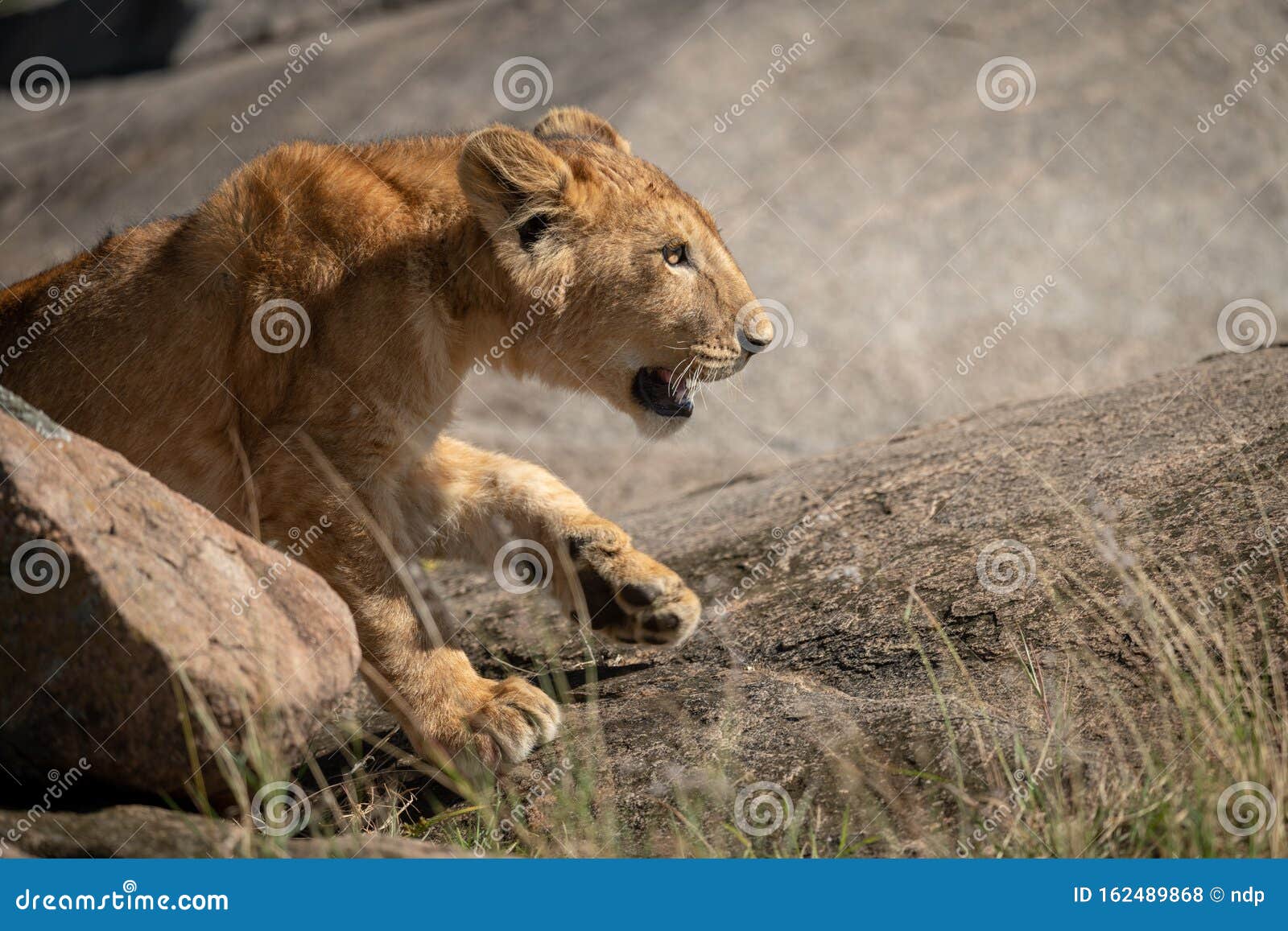 Close-up of Lion Cub Walking on Rocks Stock Photo - Image of animal ...