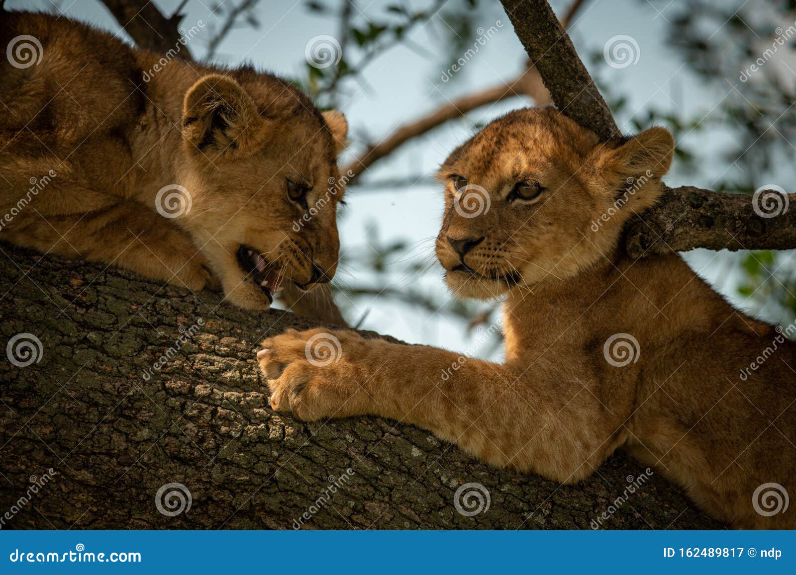 Close-up of Lion Cubs Lying in Branches Stock Image - Image of daylight ...