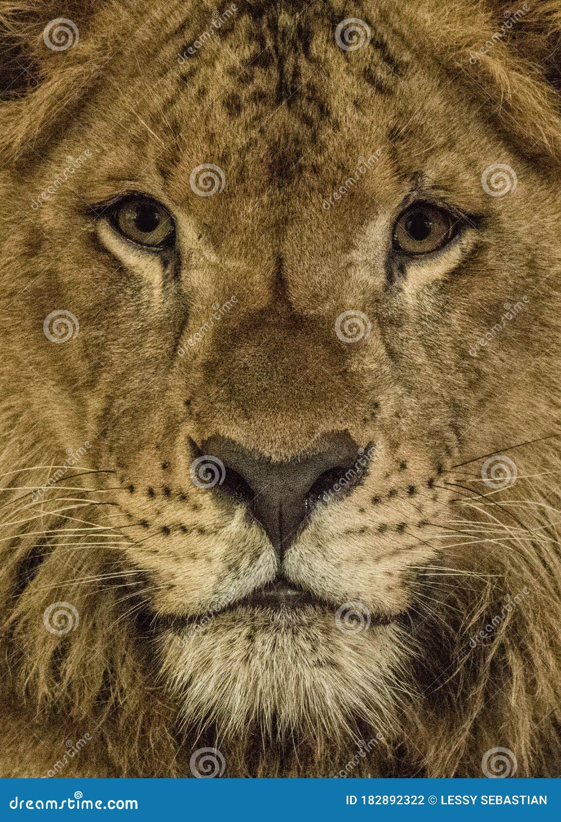 Close up the lion face stock photo. Image of wildlife - 182892322