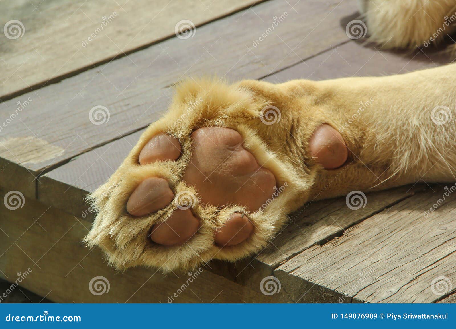 Close up lion foot stock image. Image of feline, shape - 149076909