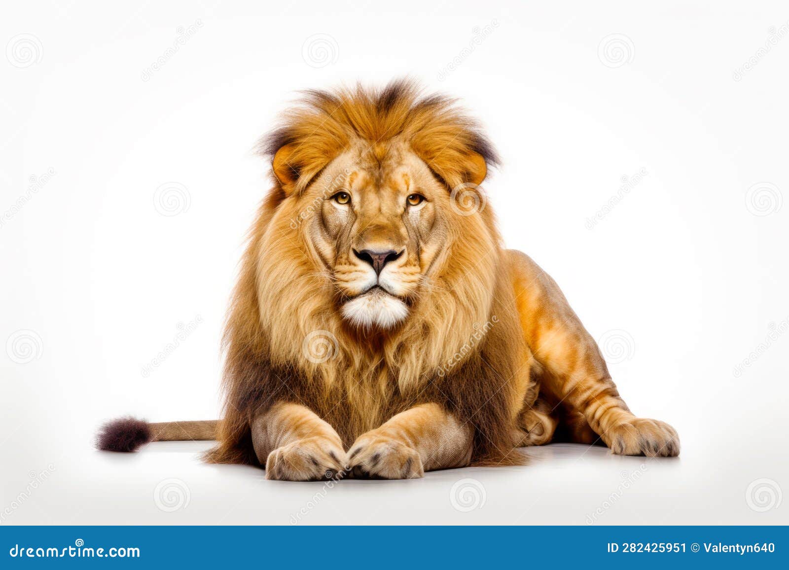 Close Up of Lion Laying Down on White Surface with White Background ...