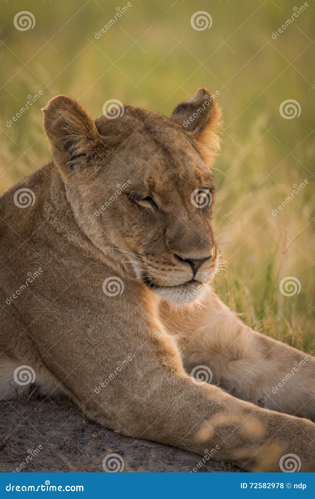 Close-up of Lion Lying with Eyes Closed Stock Photo - Image of wildlife ...