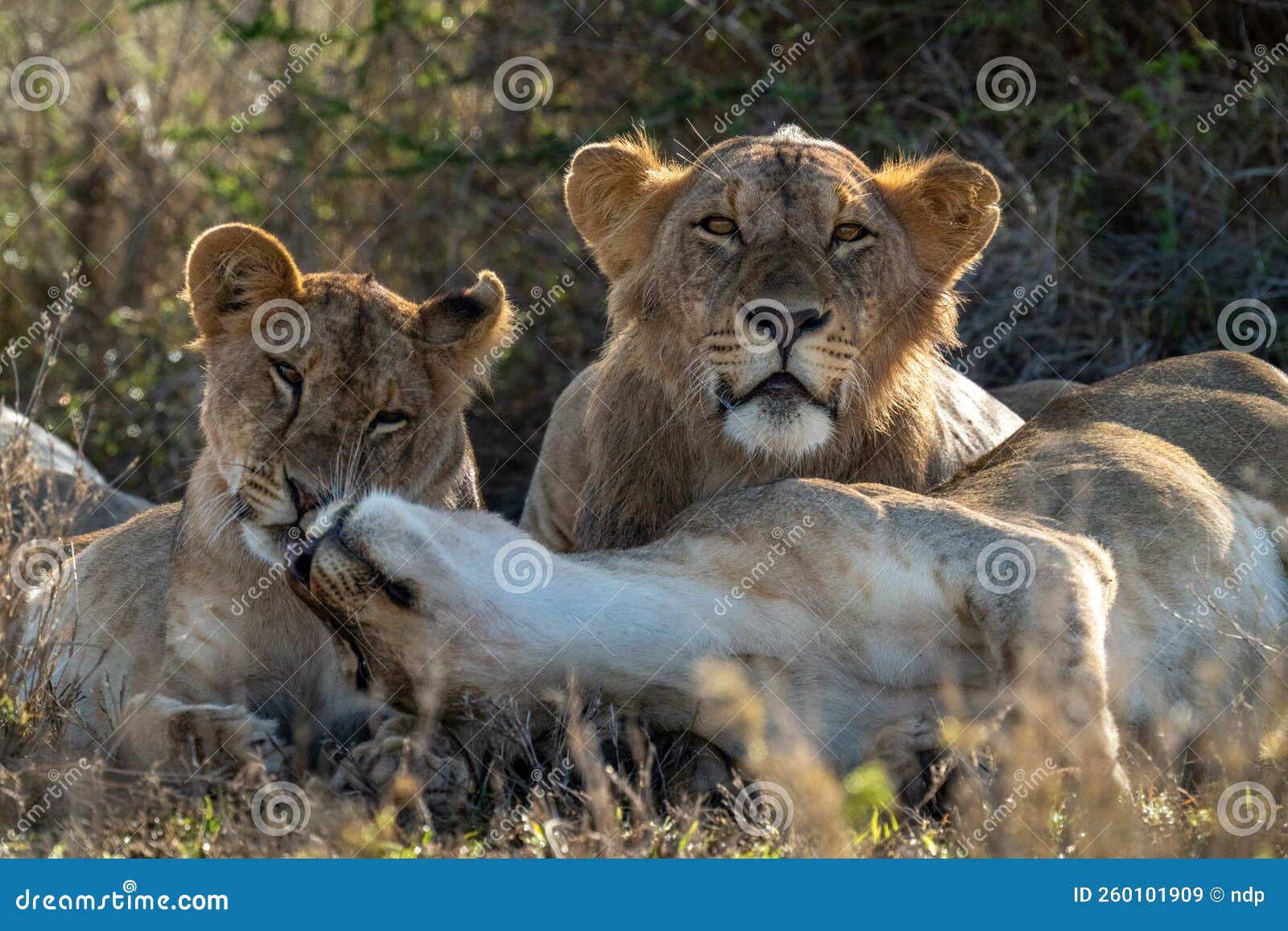 Close-up of Lion Lying by Nuzzling Lionesses Stock Image - Image of ...