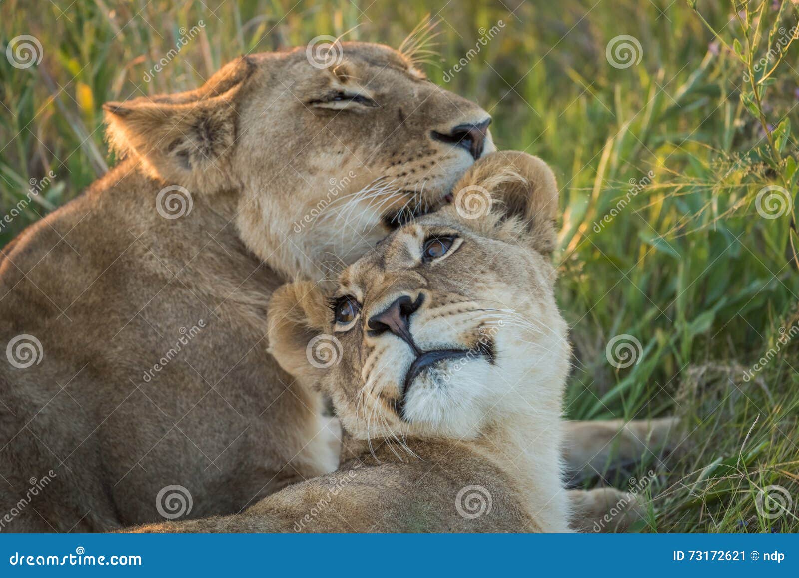 Close-up of Lion Nuzzling Another in Grass Stock Image - Image of ...
