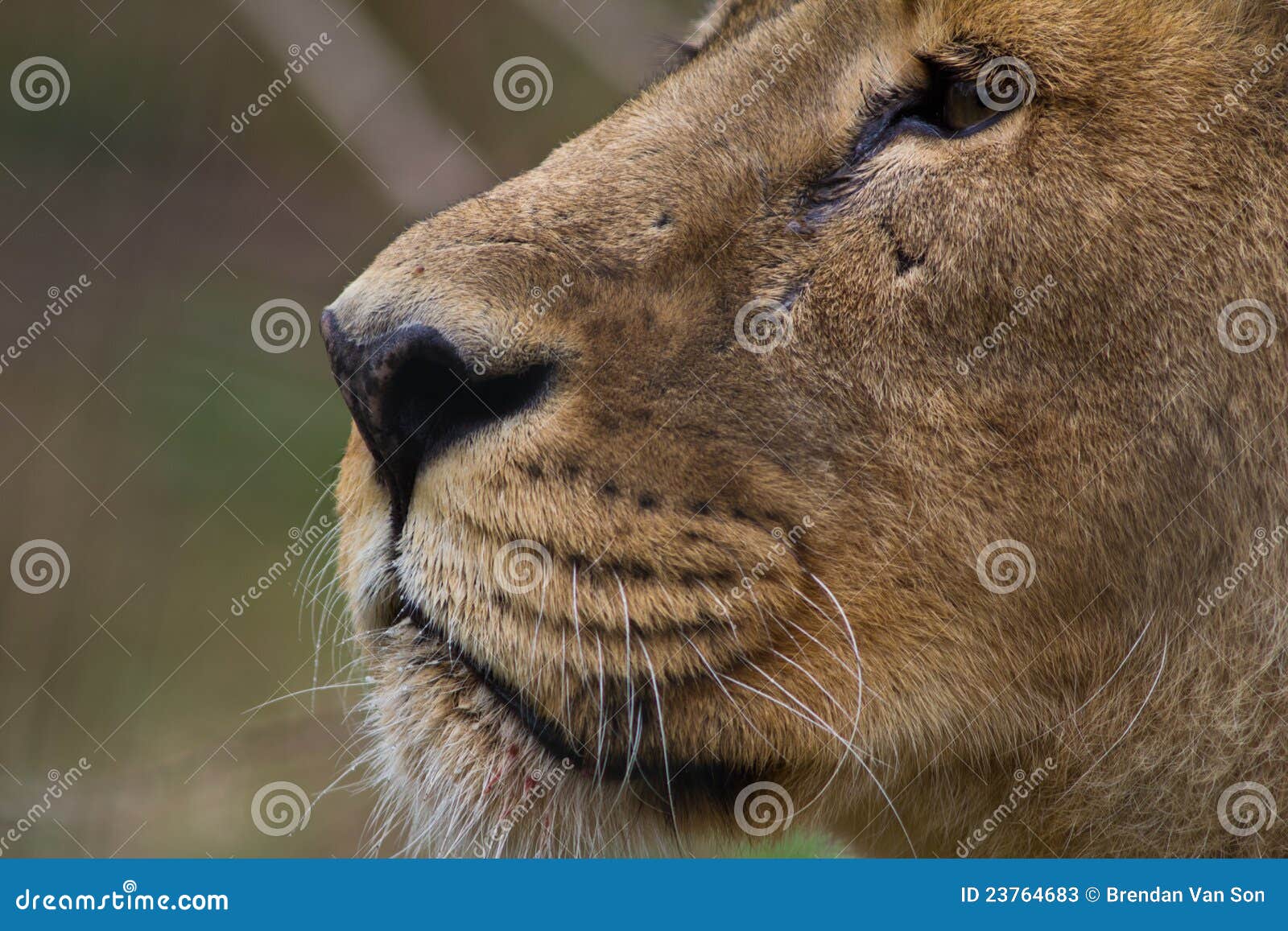 Close up of a lion s face stock image. Image of africa - 23764683