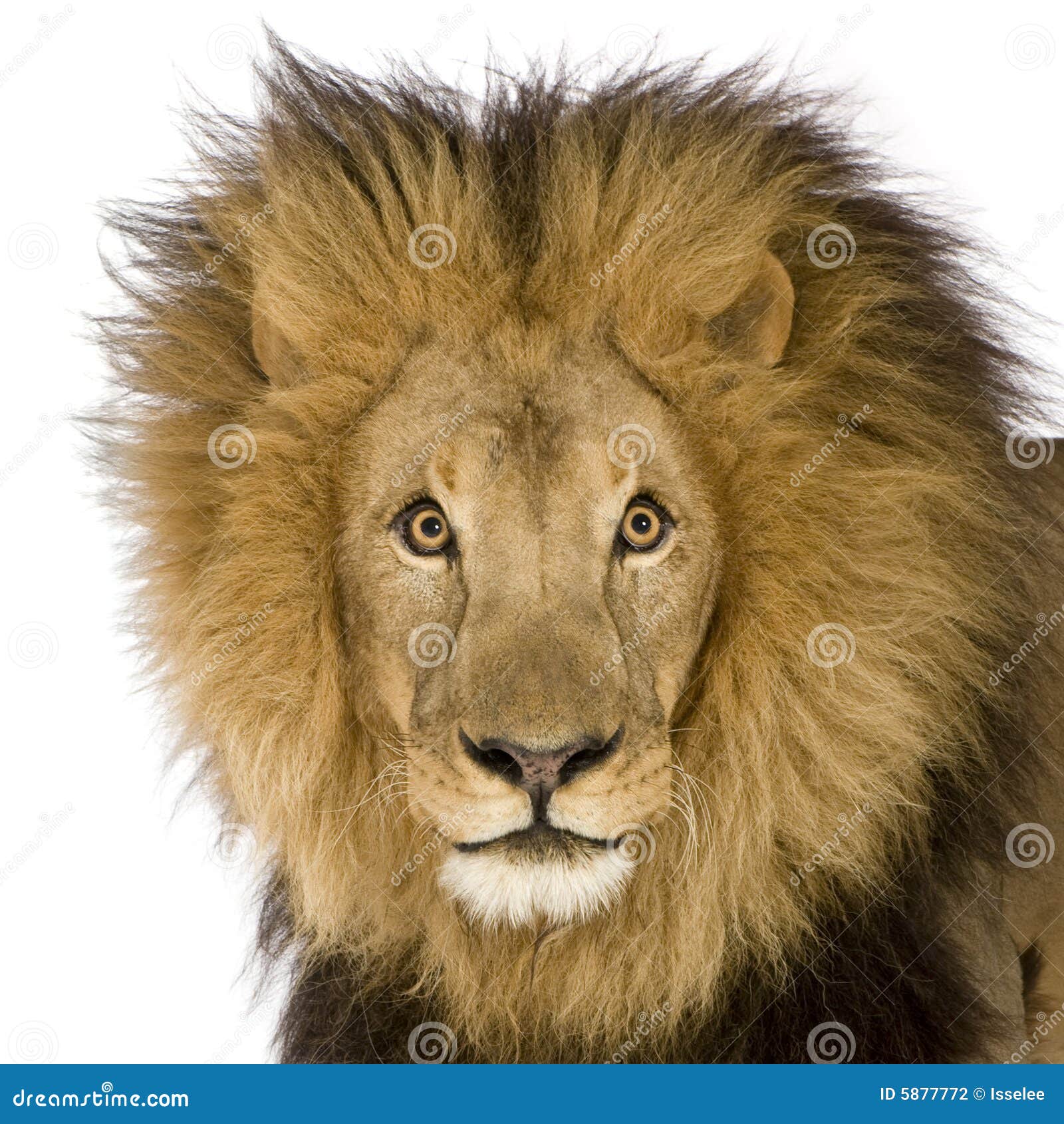 Close-up On A Lion's Head (8 Years) - Panthera Leo Stock Photo - Image ...