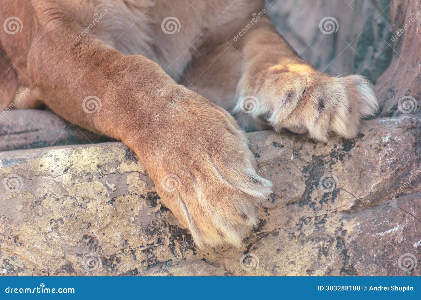 Close-up of a Lion S Paw on the Ground Stock Photo - Image of outdoor ...