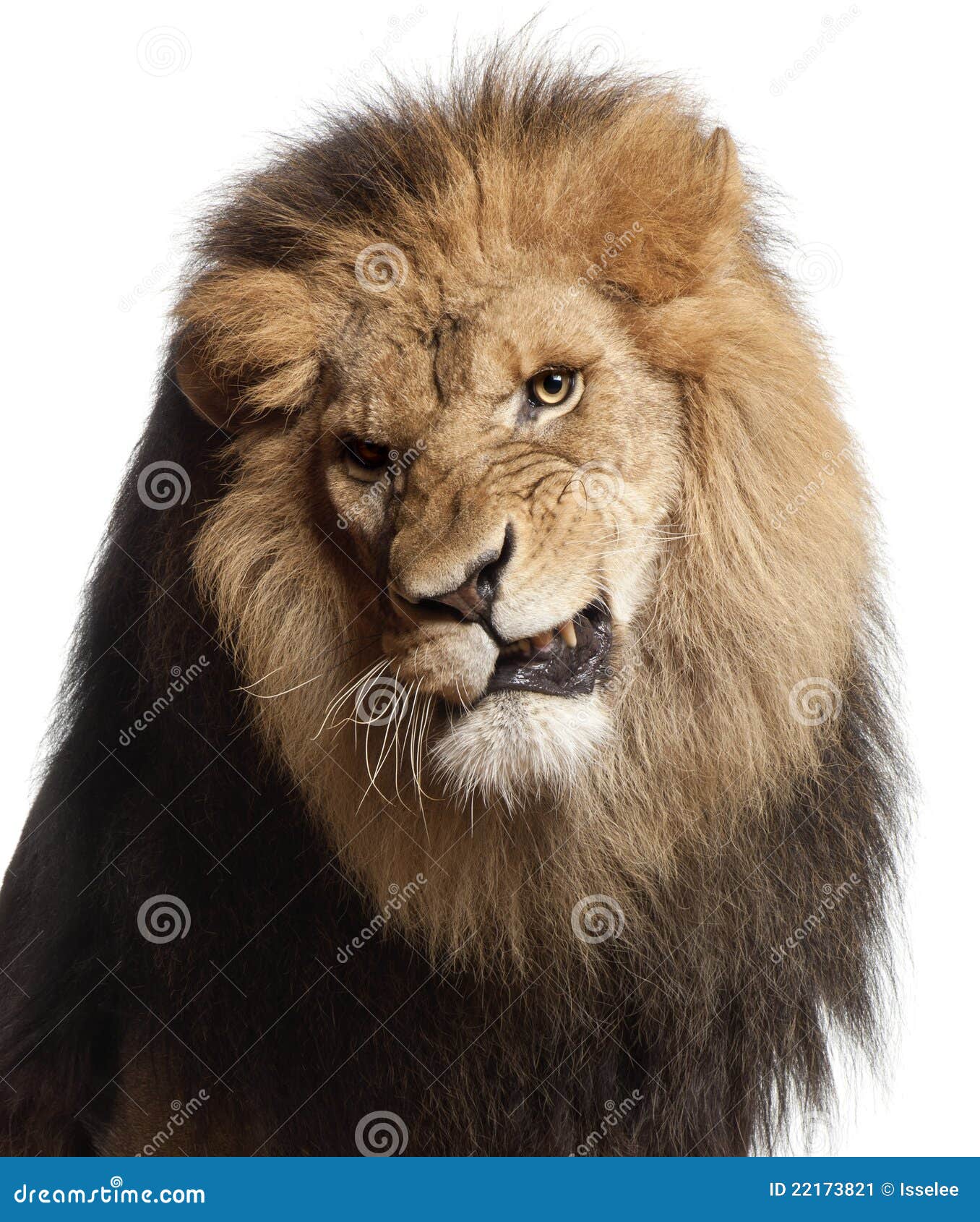 Close-up of Lion Snarling, Panthera Leo, 8 Years Stock Image - Image of ...