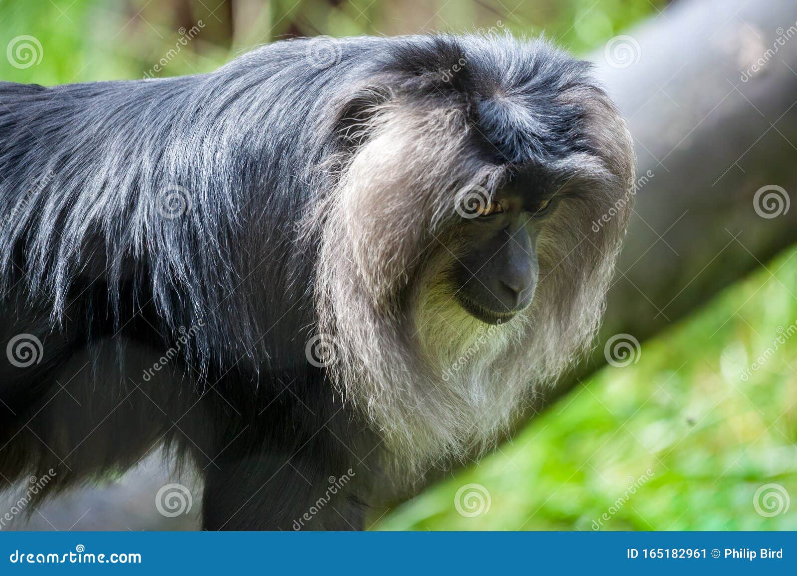 Lion-tailed Macaque Macaca Silenus Stock Image - Image of primate ...