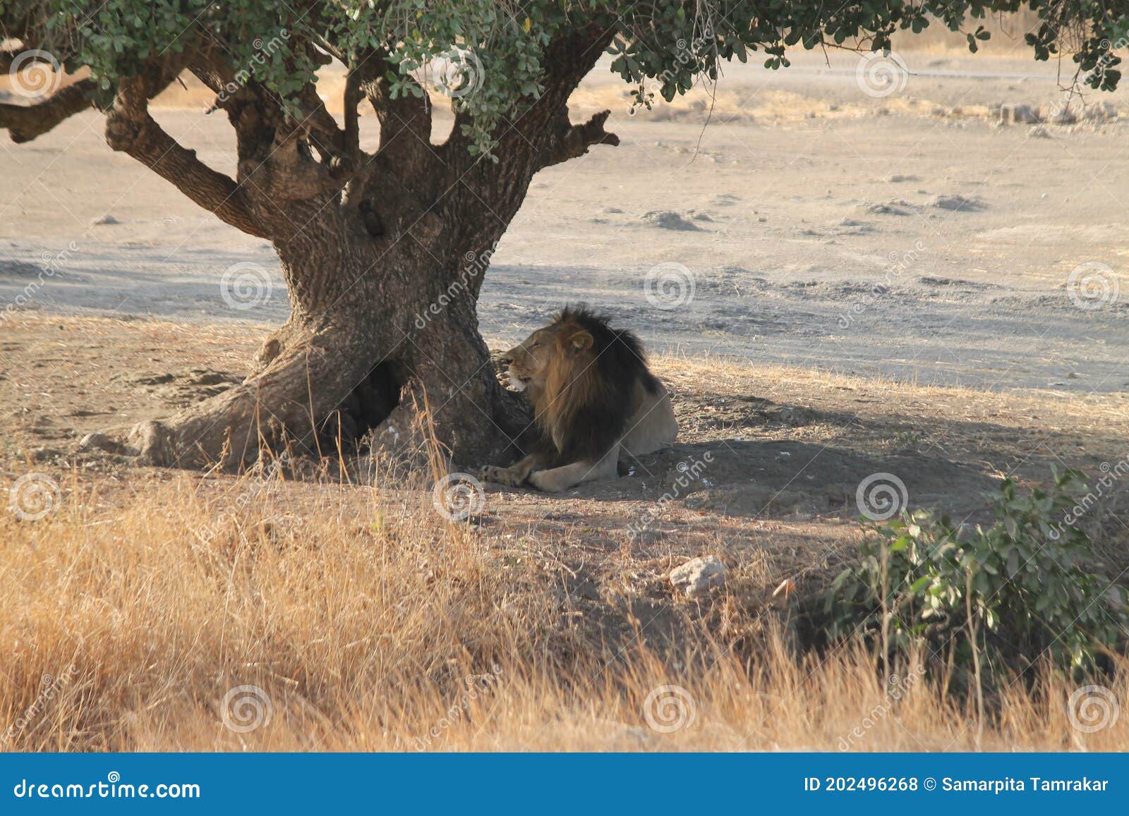 Close Up of a Lion Under a Tree Stock Photo - Image of afternoon ...