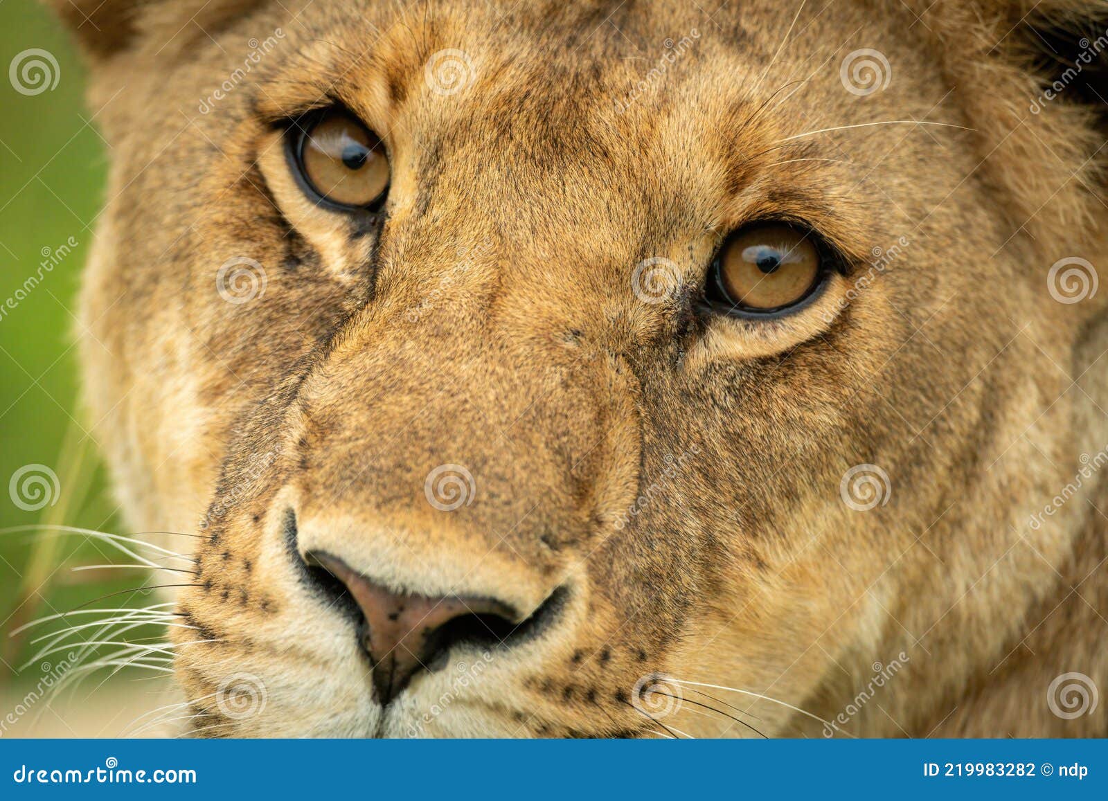 Lioness Face Royalty-Free Stock Photography | CartoonDealer.com #296615