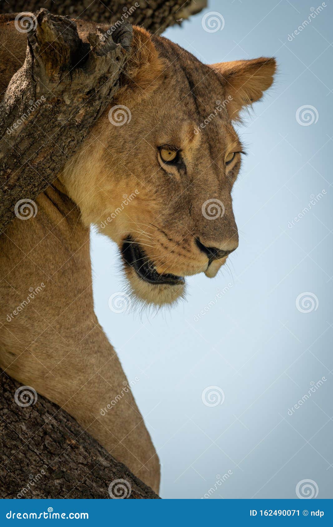 Close-up of Lioness Looking Down from Tree Stock Image - Image of game ...