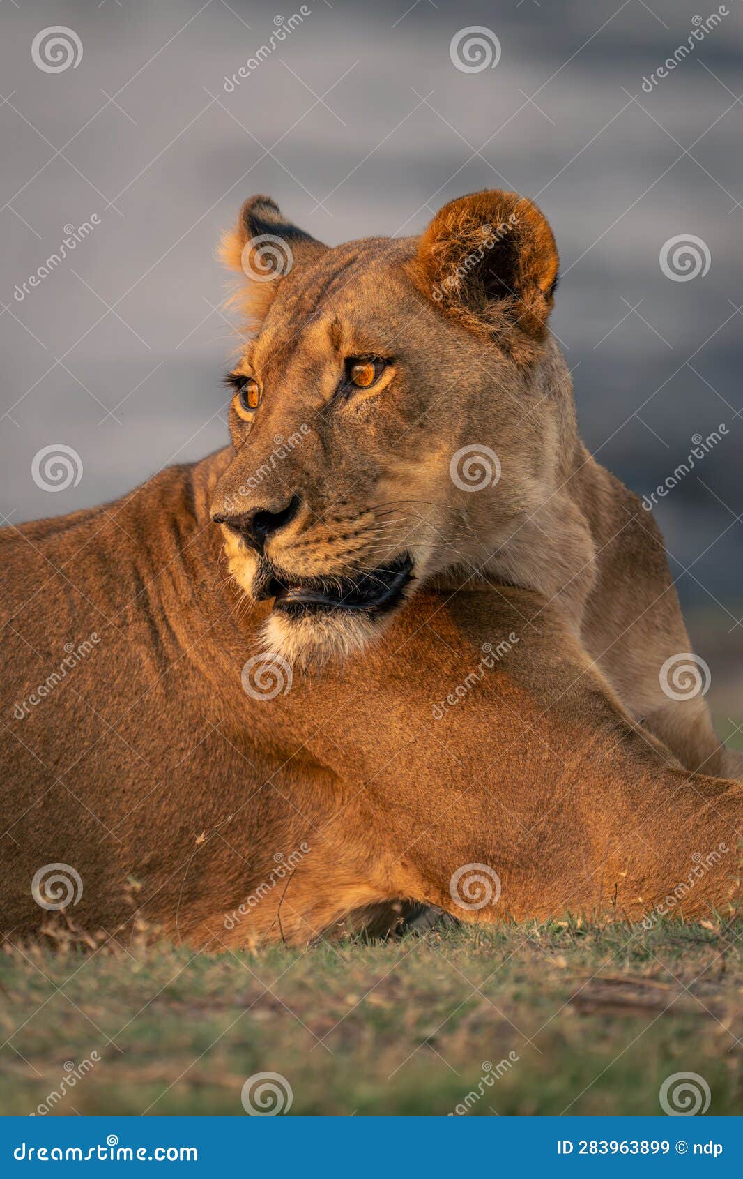 Close-up of Lioness Lying Down Looking Back Stock Image - Image of ...