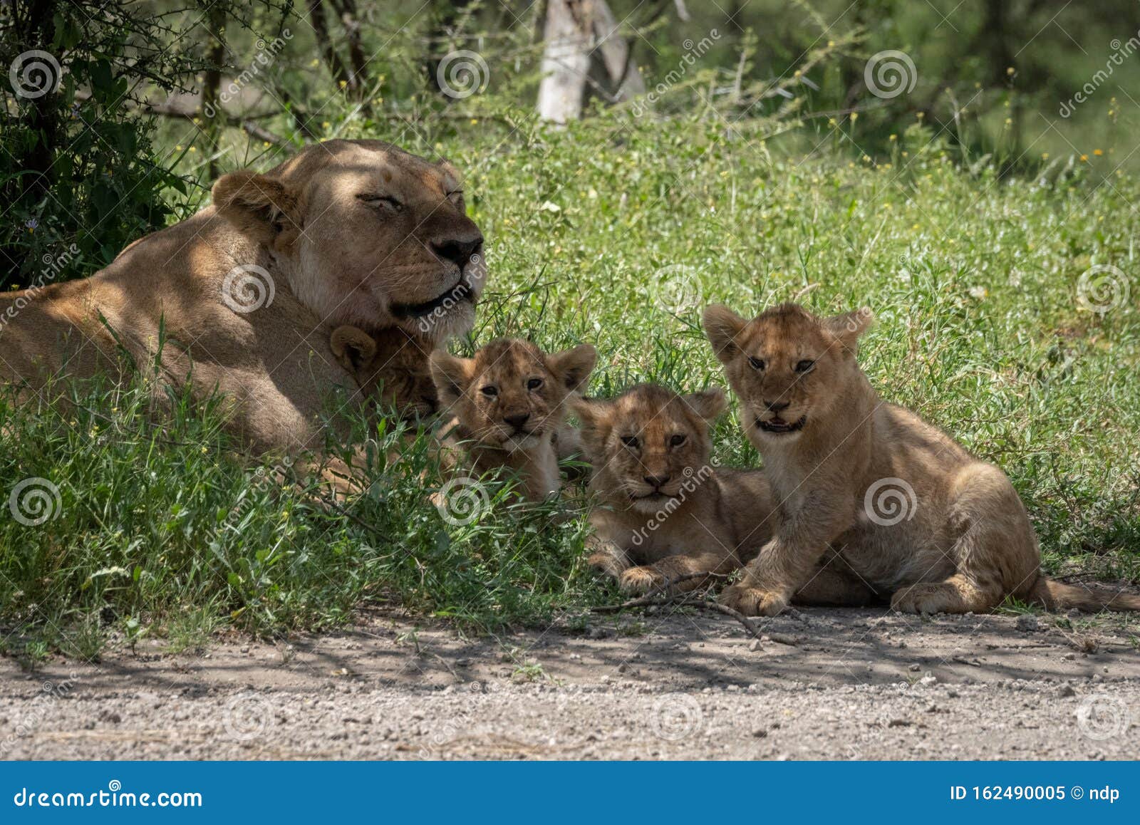 Close-up of Lioness Lying with Four Cubs Stock Image - Image of ndutu ...