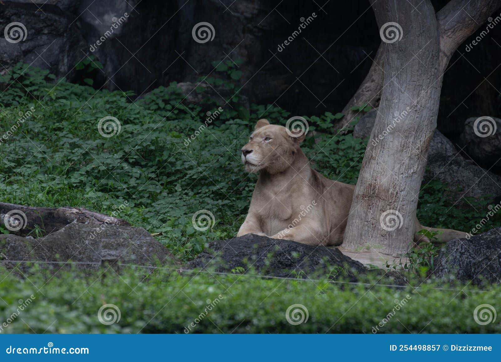 Close Up Lioness Relaxing on the Ground Stock Image - Image of nature ...