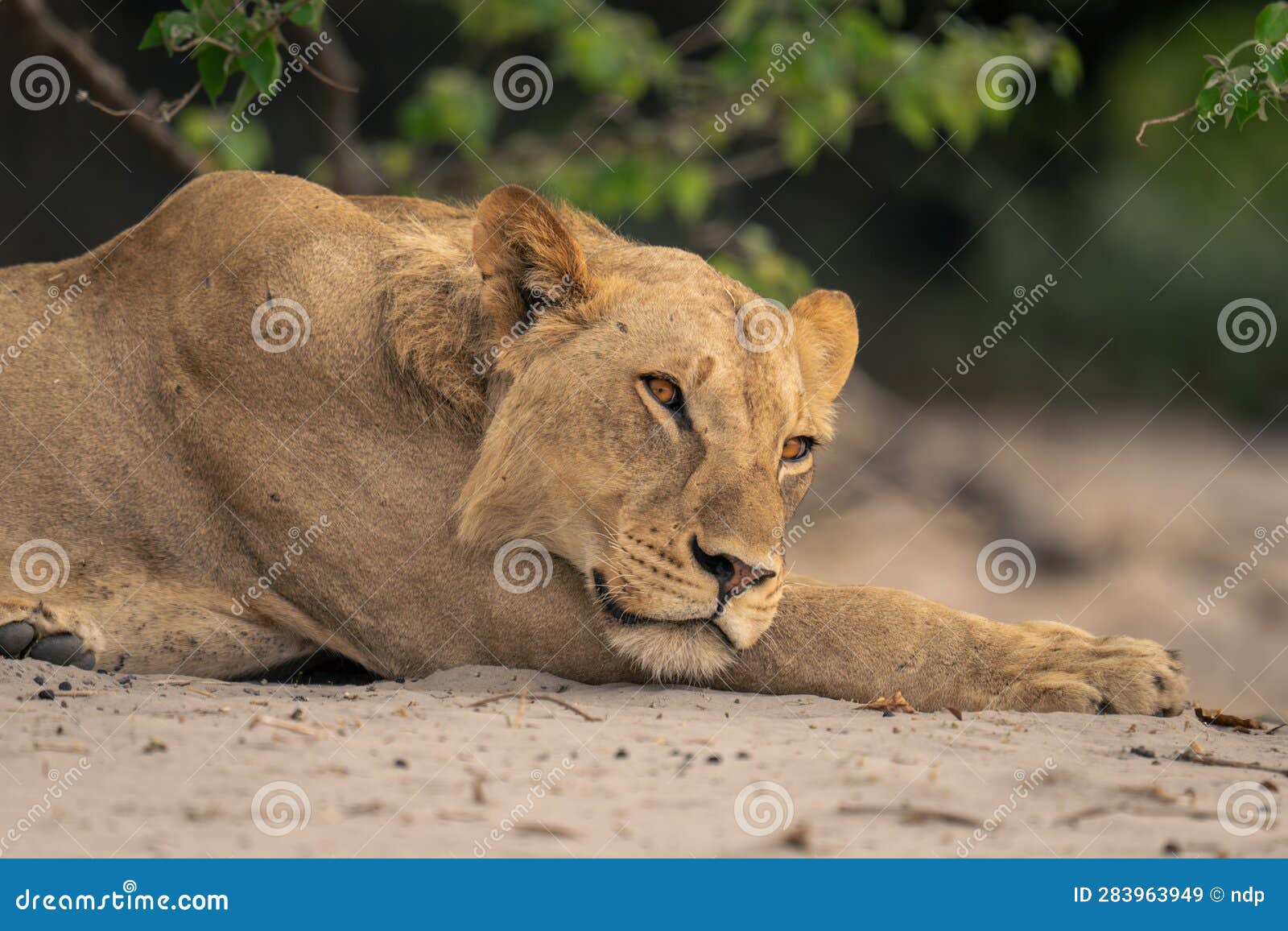 Close-up of Lioness Resting Head on Paw Stock Image - Image of african ...