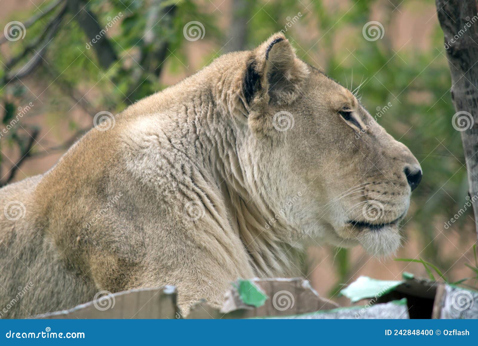 This is a Close Up of a Lioness Resting Stock Photo - Image of whiskers ...