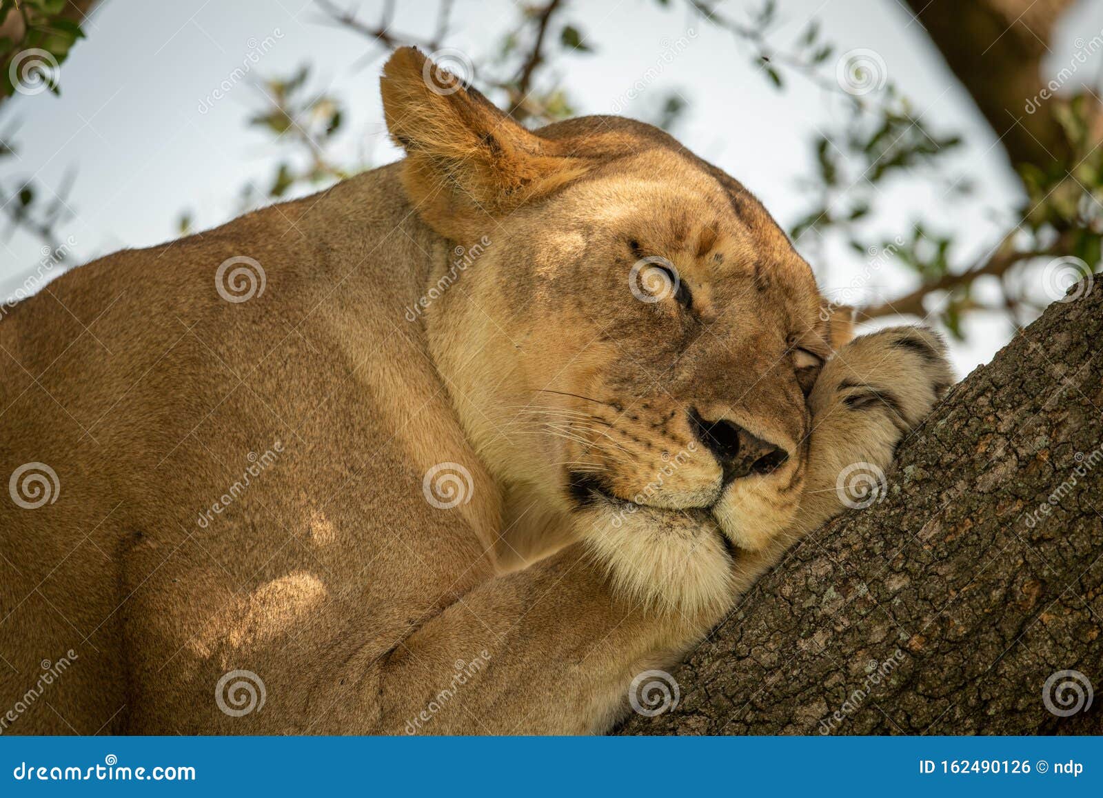 Close-up of Lioness Sleeping on Tree Branch Stock Photo - Image of ...
