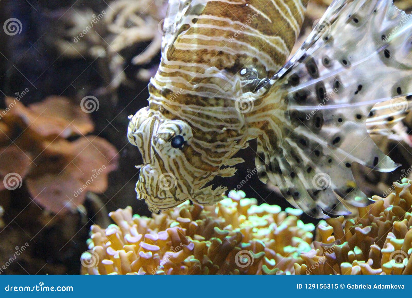 Close-up of lionfish head stock image. Image of extended - 129156315