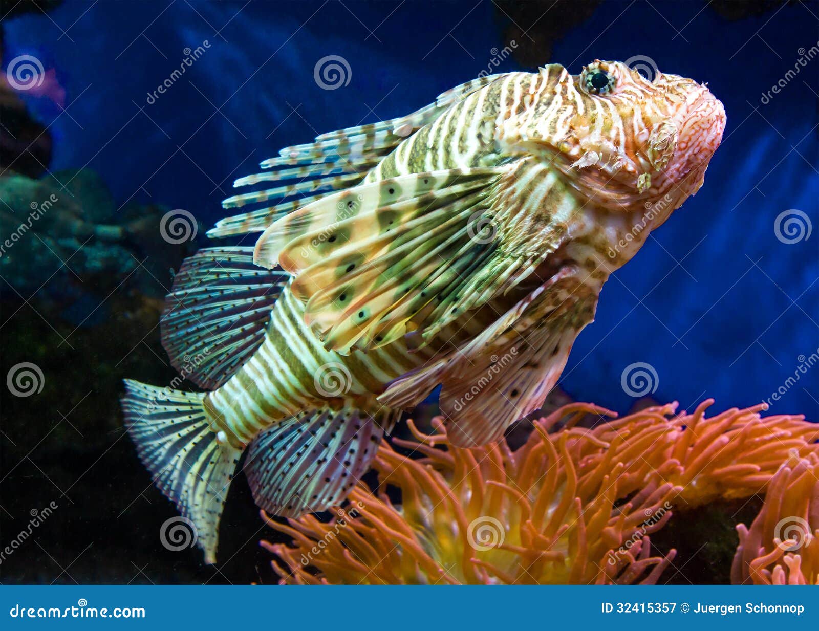 Close Up of a Lionfish stock image. Image of wildlife - 32415357