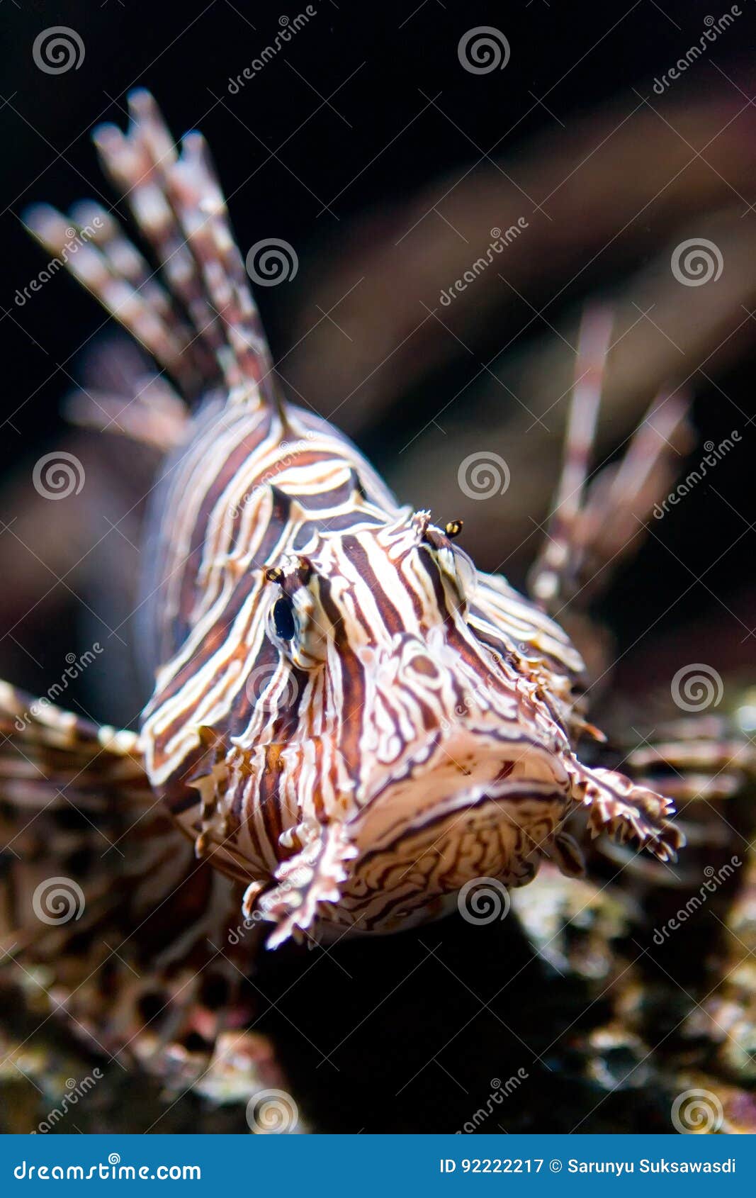 Close up lionfish stock image. Image of coral, scuba - 92222217