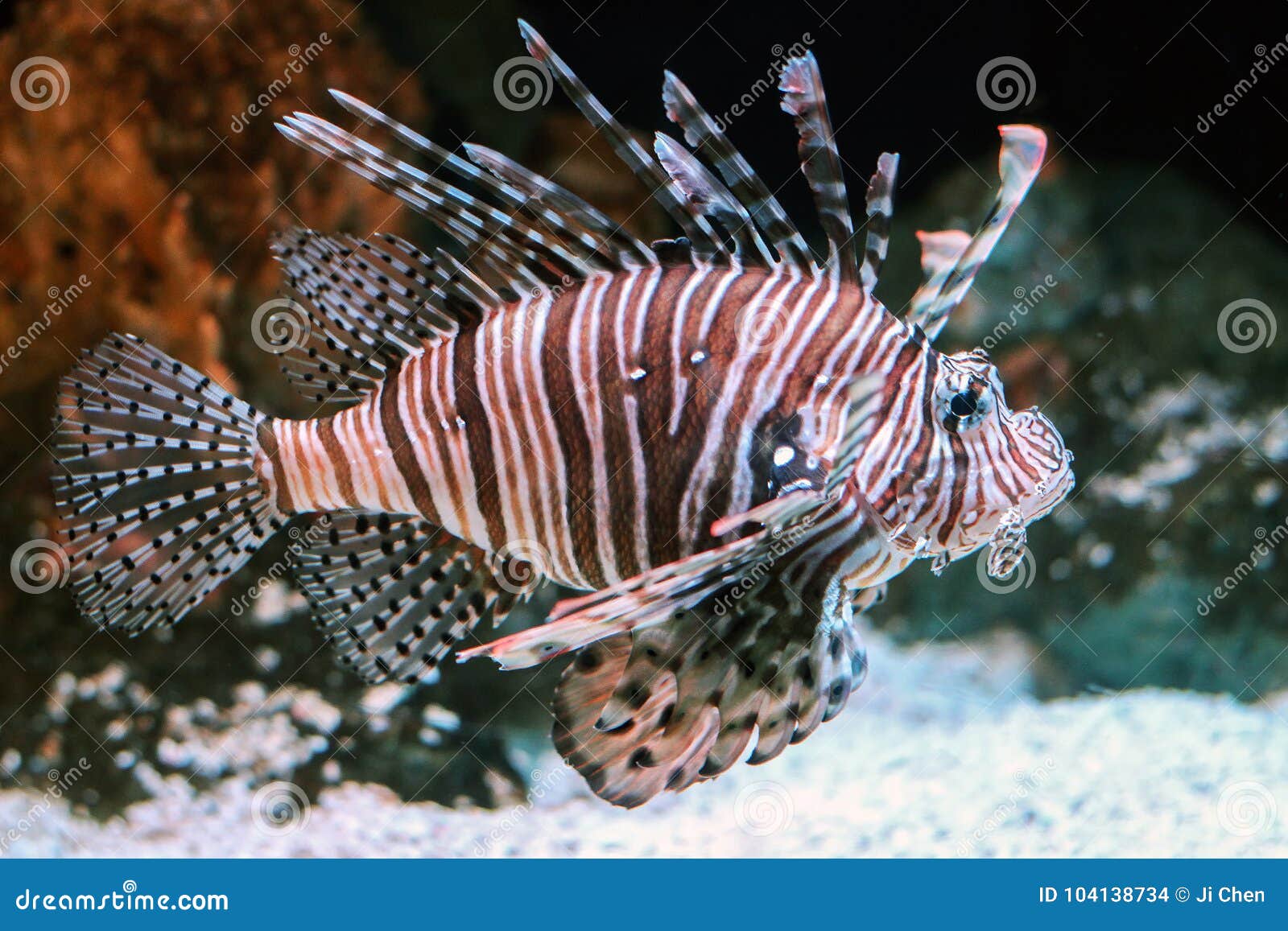 Close Up of Lionfish Underwater Stock Photo - Image of tropical ...