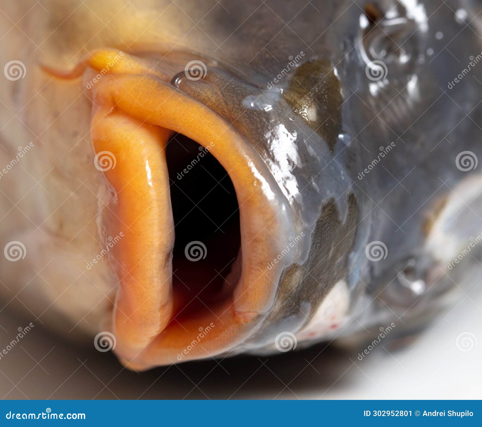 Close-up of the Lips of a Carp Fish. Macro Stock Image - Image of scale ...