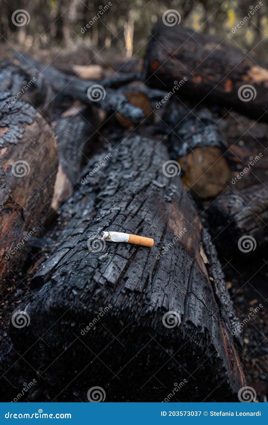 Cigarette on a Black Tree Surface in a Burned Forest Stock Image ...