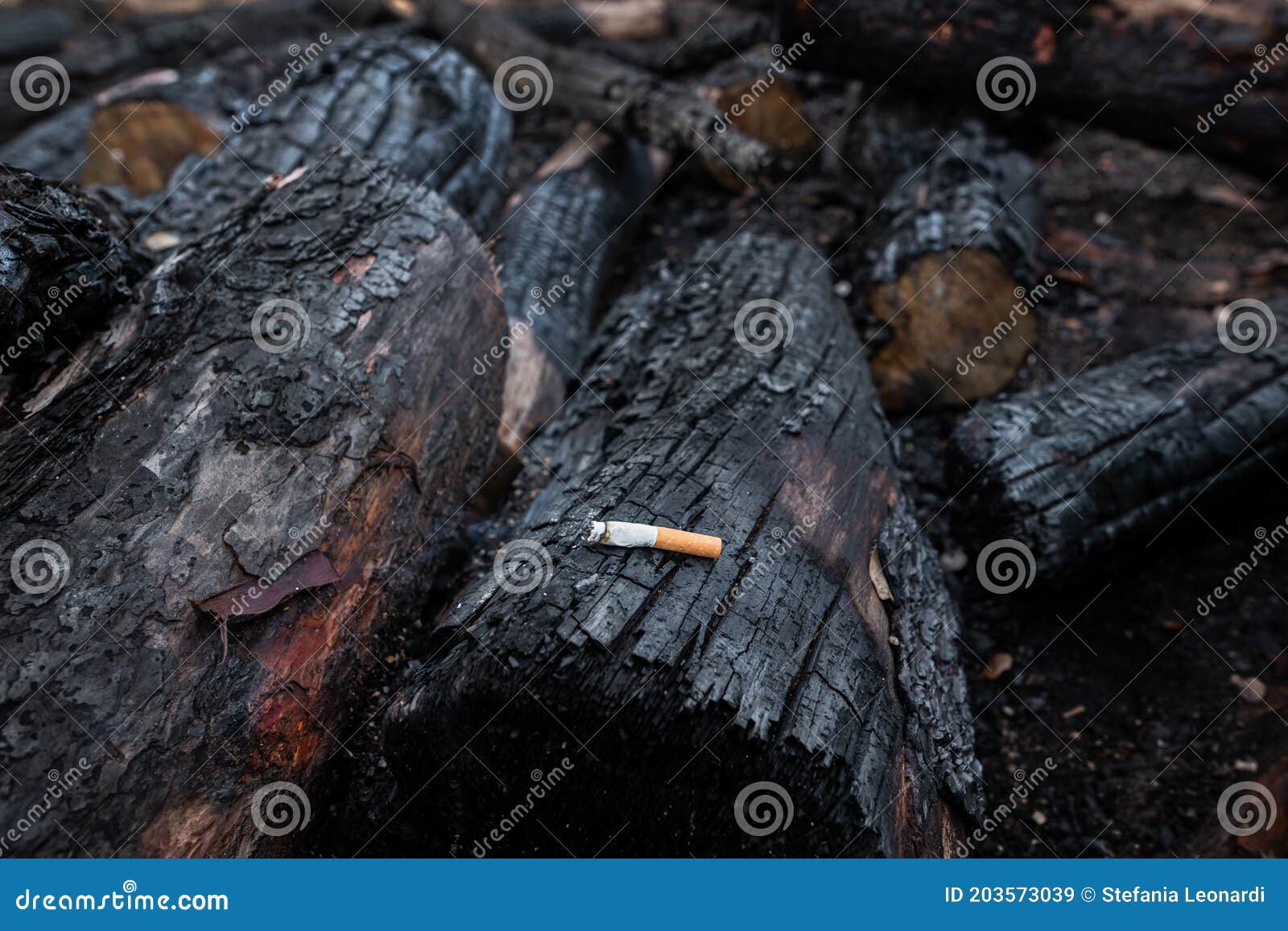 Cigarette on a Black Tree Surface in a Burned Forest Stock Image ...