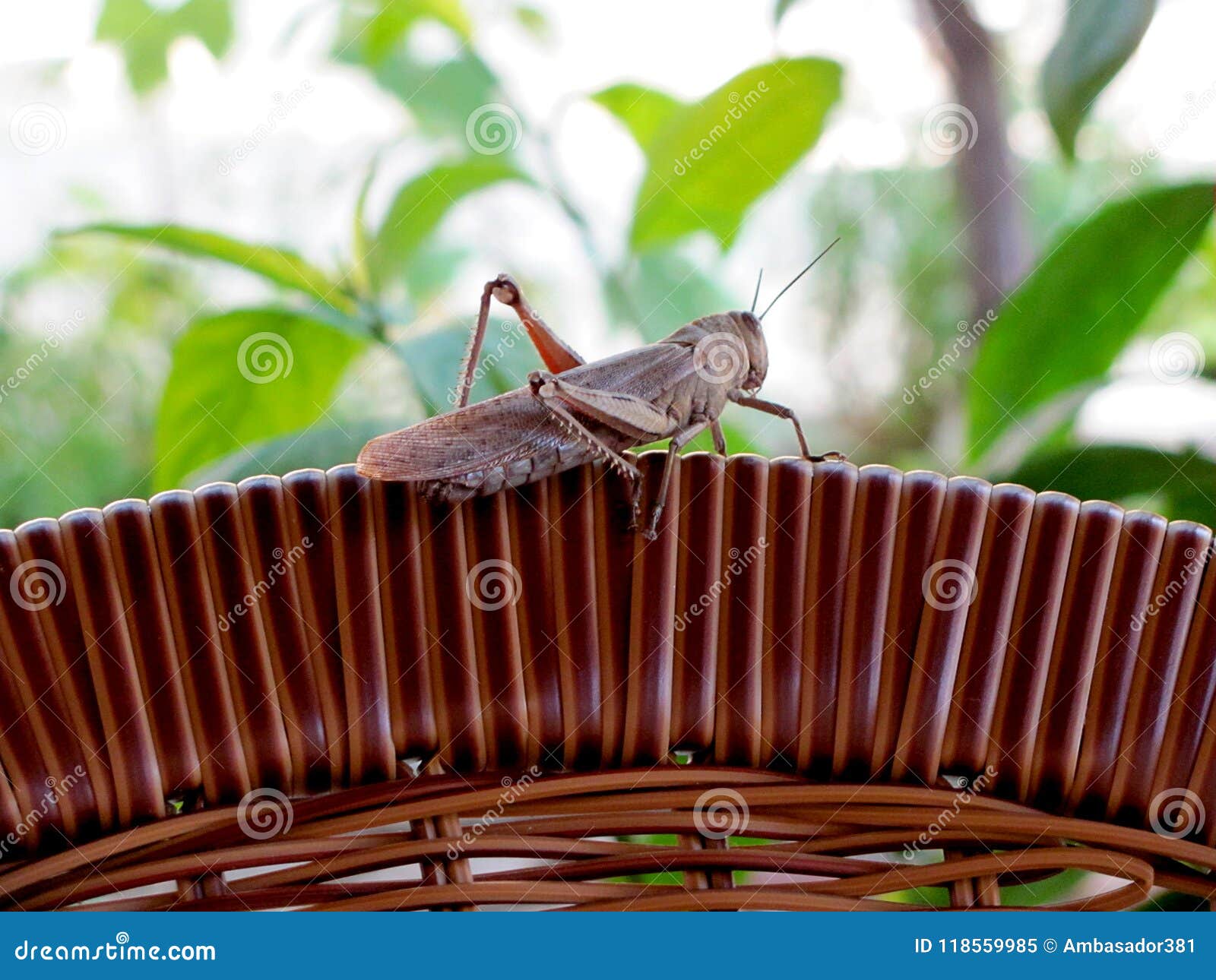 A Close Up of Cricket Insect Stock Image - Image of creature, beasts ...
