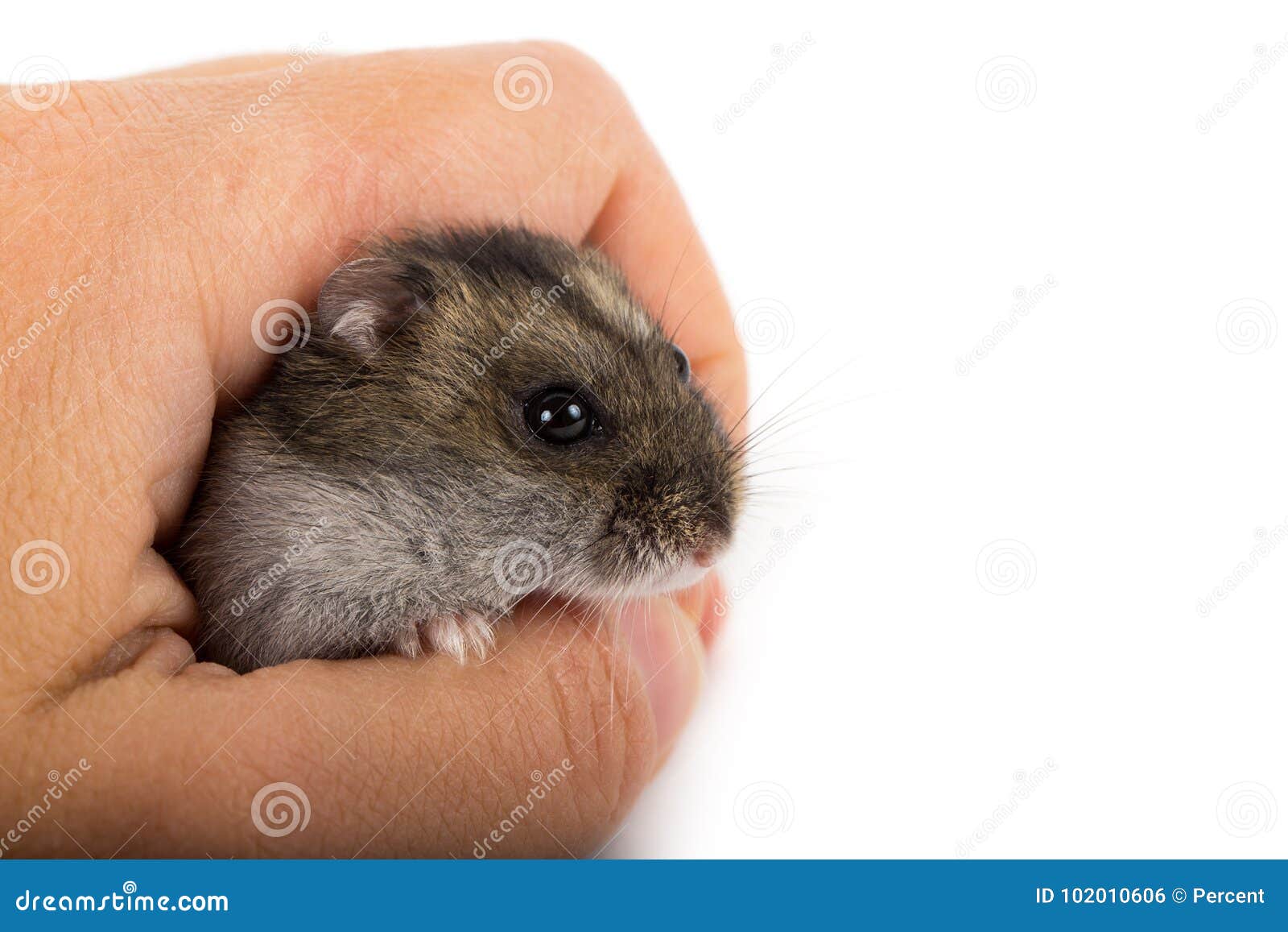 Little hamster in hand stock photo. Image of beautiful - 102010606