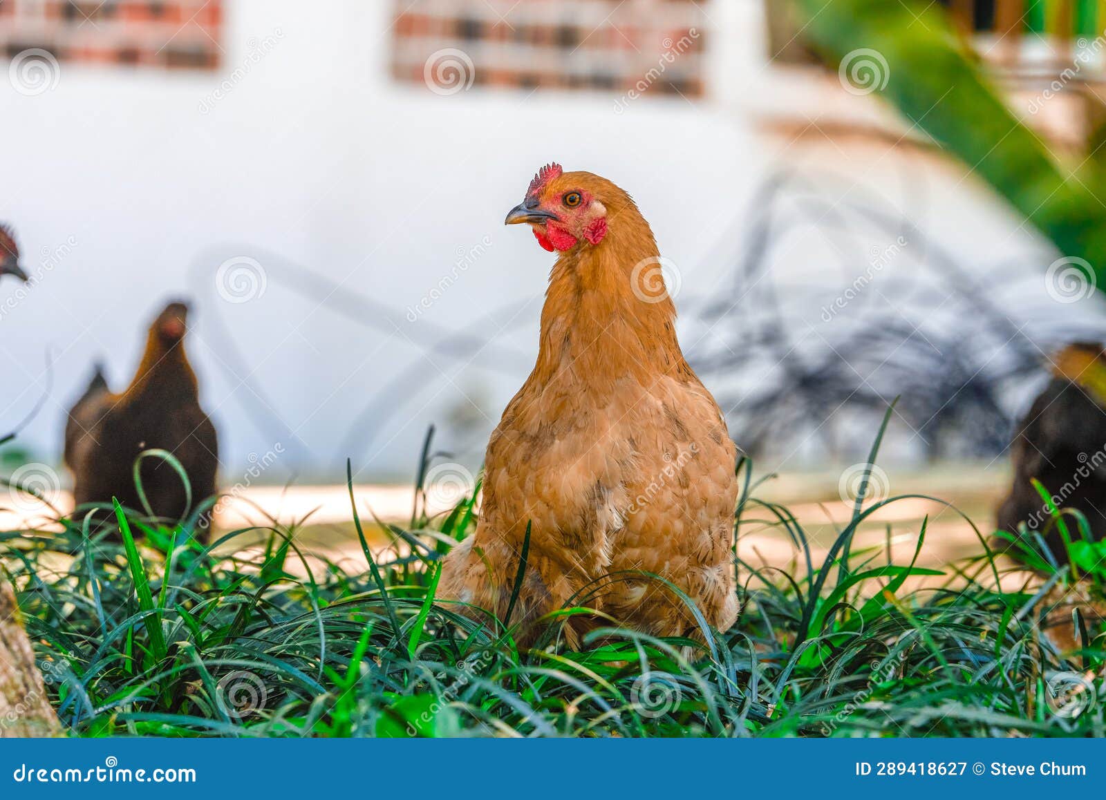 Close-up of a Little Hen on the Farm Stock Image - Image of organic ...