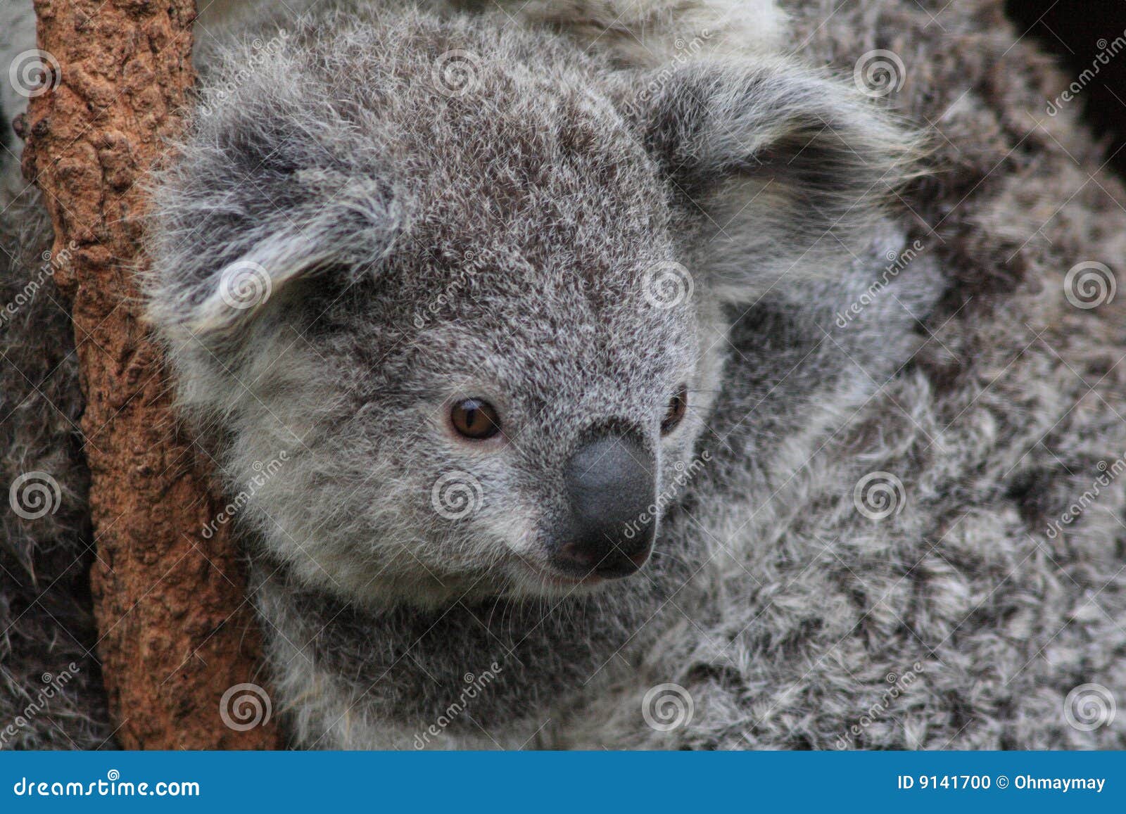 A close up of little koala stock photo. Image of wildlife - 9141700