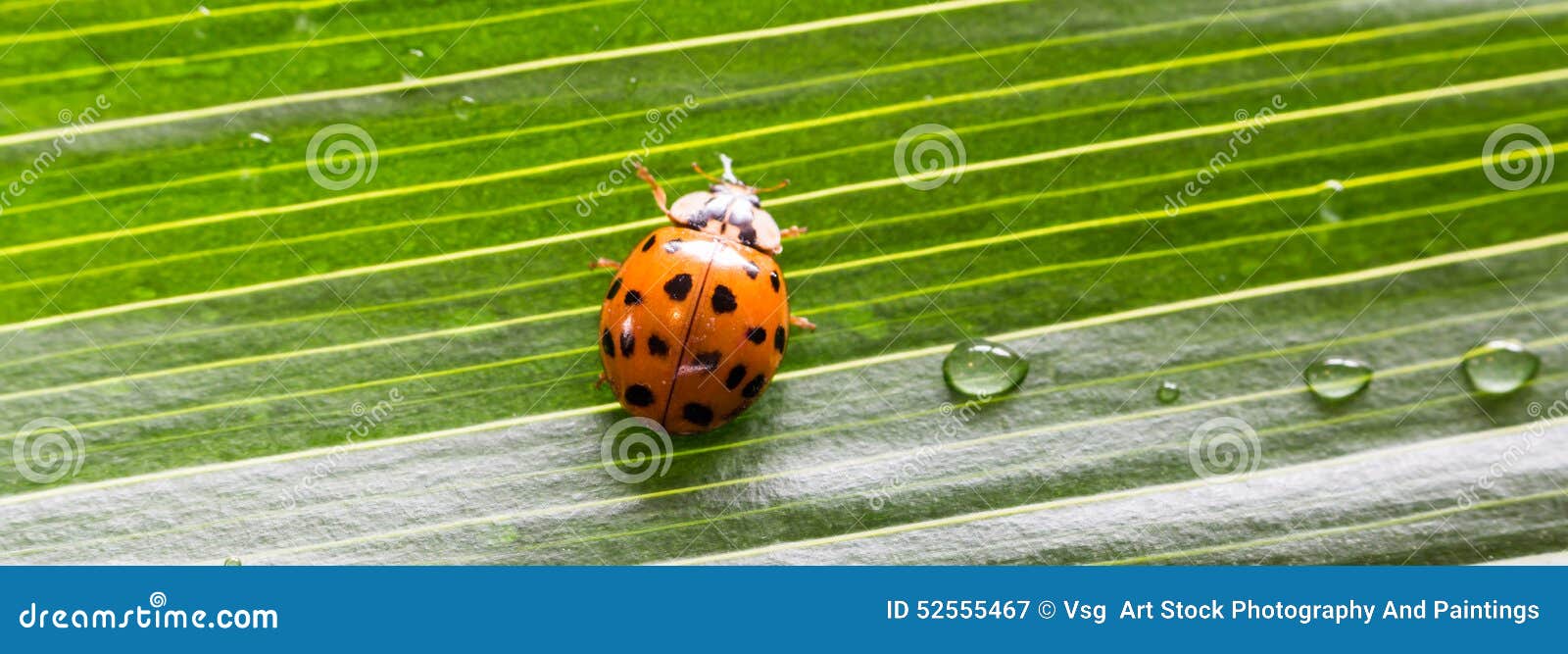 Close-up Little Ladybug on Green Leaf with Water Drops Stock Image ...