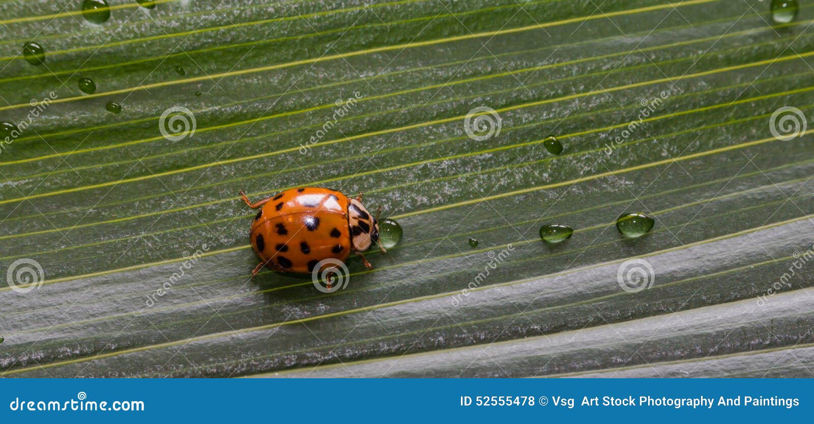 Close Up Little Ladybug on Green Plant Leaf with Water Drops Stock ...