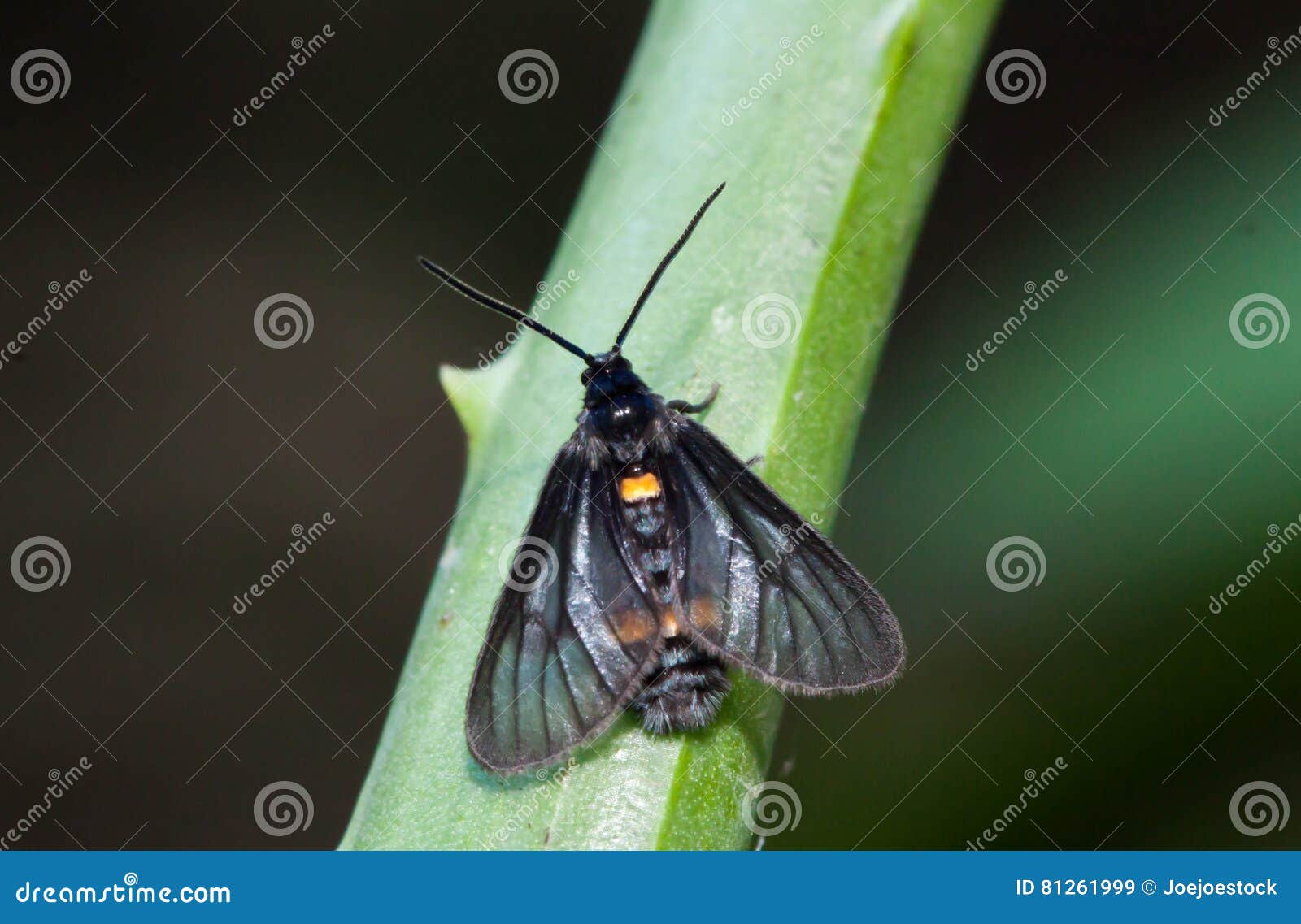 Close Up of Little Single Butterfly Stock Image - Image of climate ...