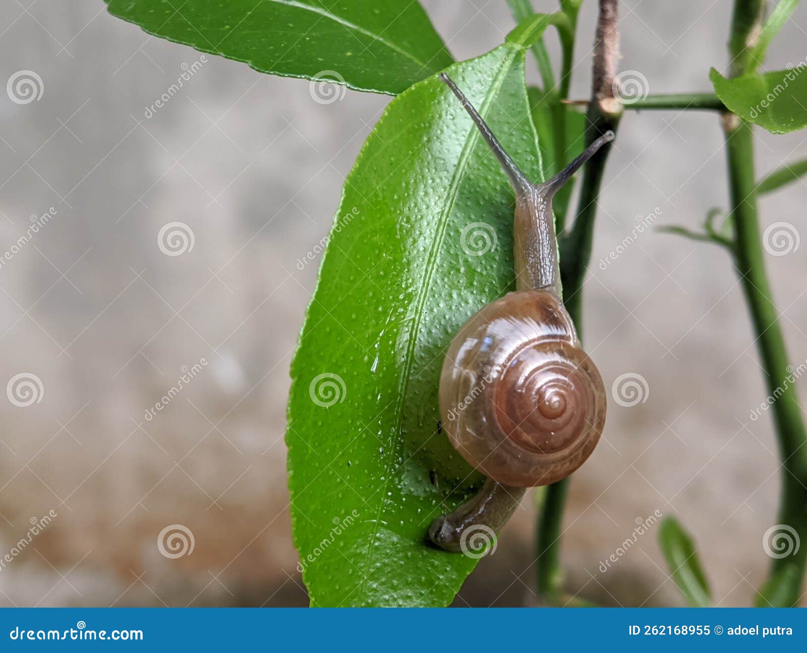 Close-up of a Little Snail Walking on a Leaf Stock Image - Image of ...