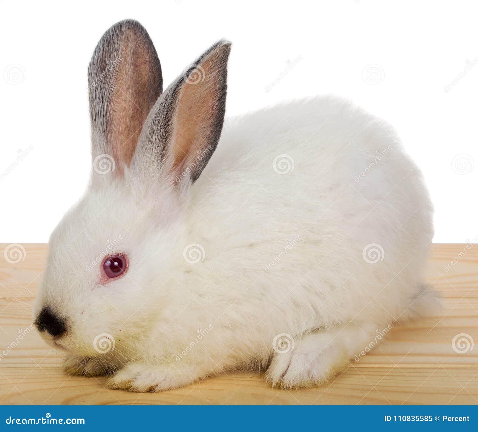 Little white rabbit stock image. Image of spotted, organism - 110835585