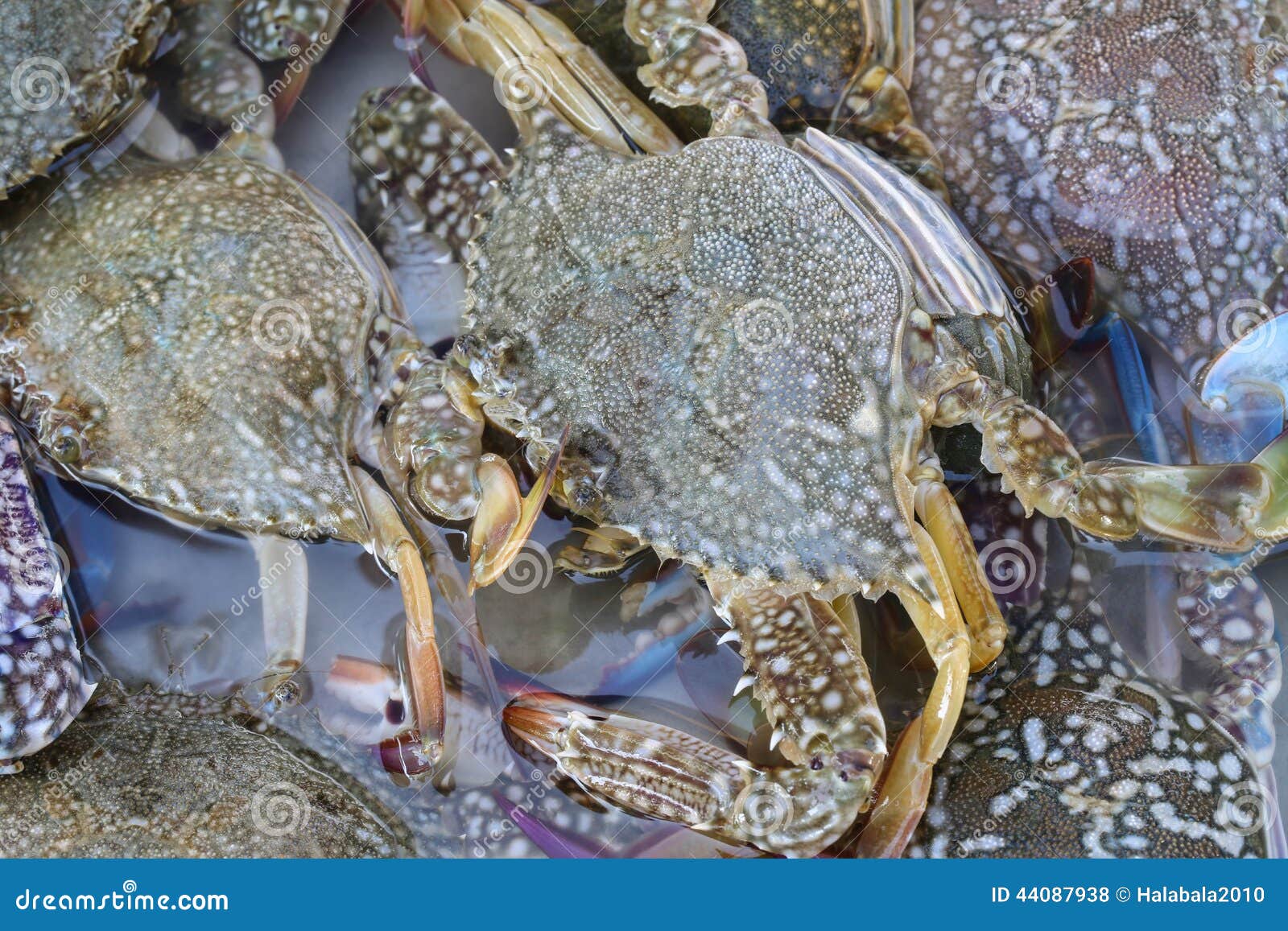 Close Up of Live Blue Crabs Stock Photo - Image of crabs, chesapeake ...