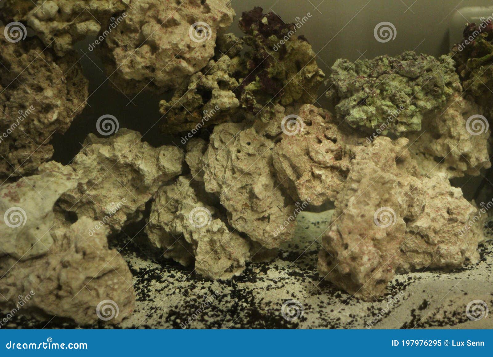 Close Up of Live Rock in Saltwater Tank Stock Image - Image of exhibit ...