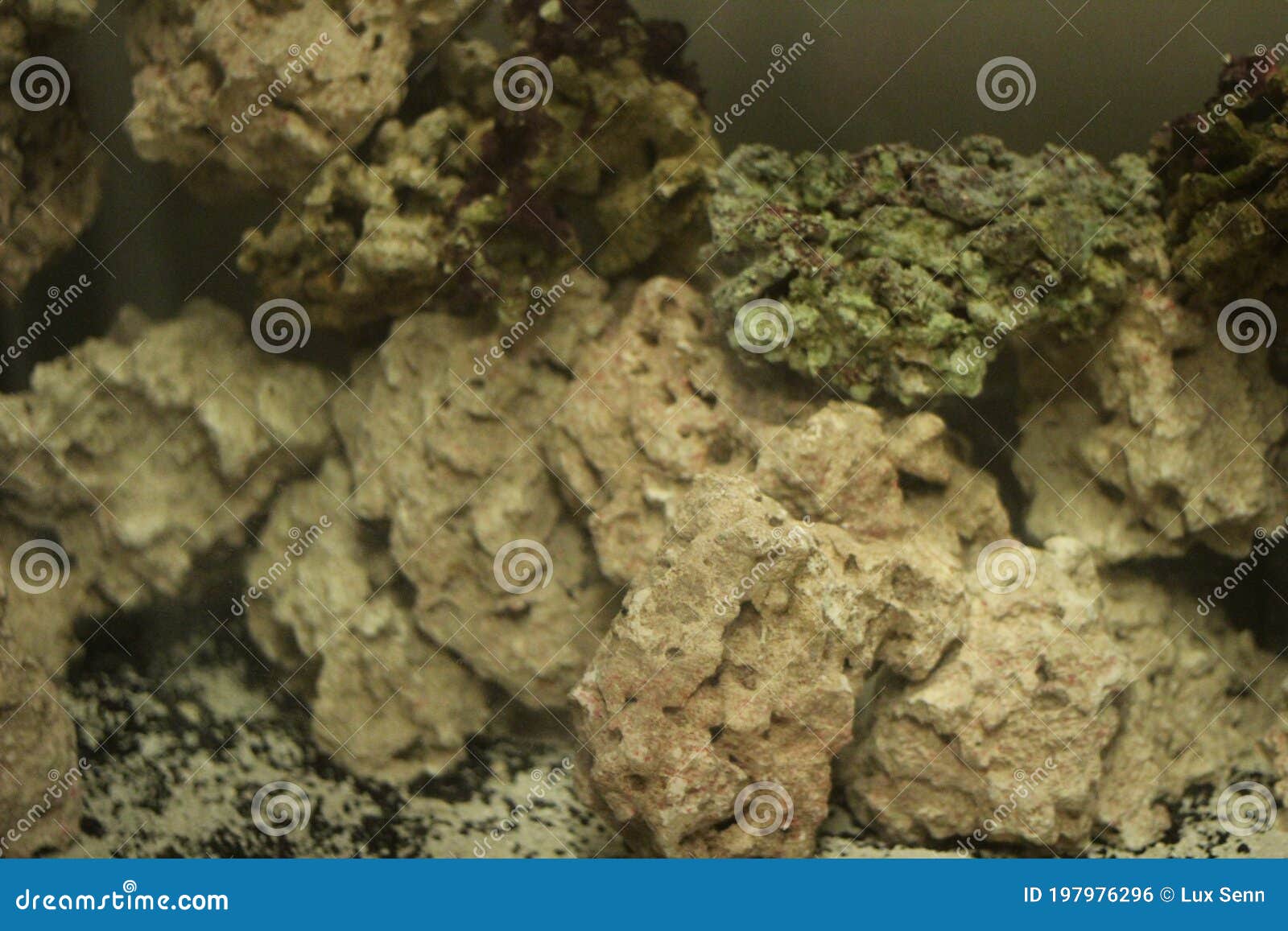 Close Up of Live Rock in Saltwater Tank Stock Photo - Image of ...