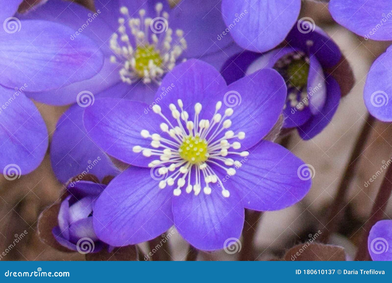 Close Up of a Liverleaf Flower Bunch in Springtime Stock Image - Image ...